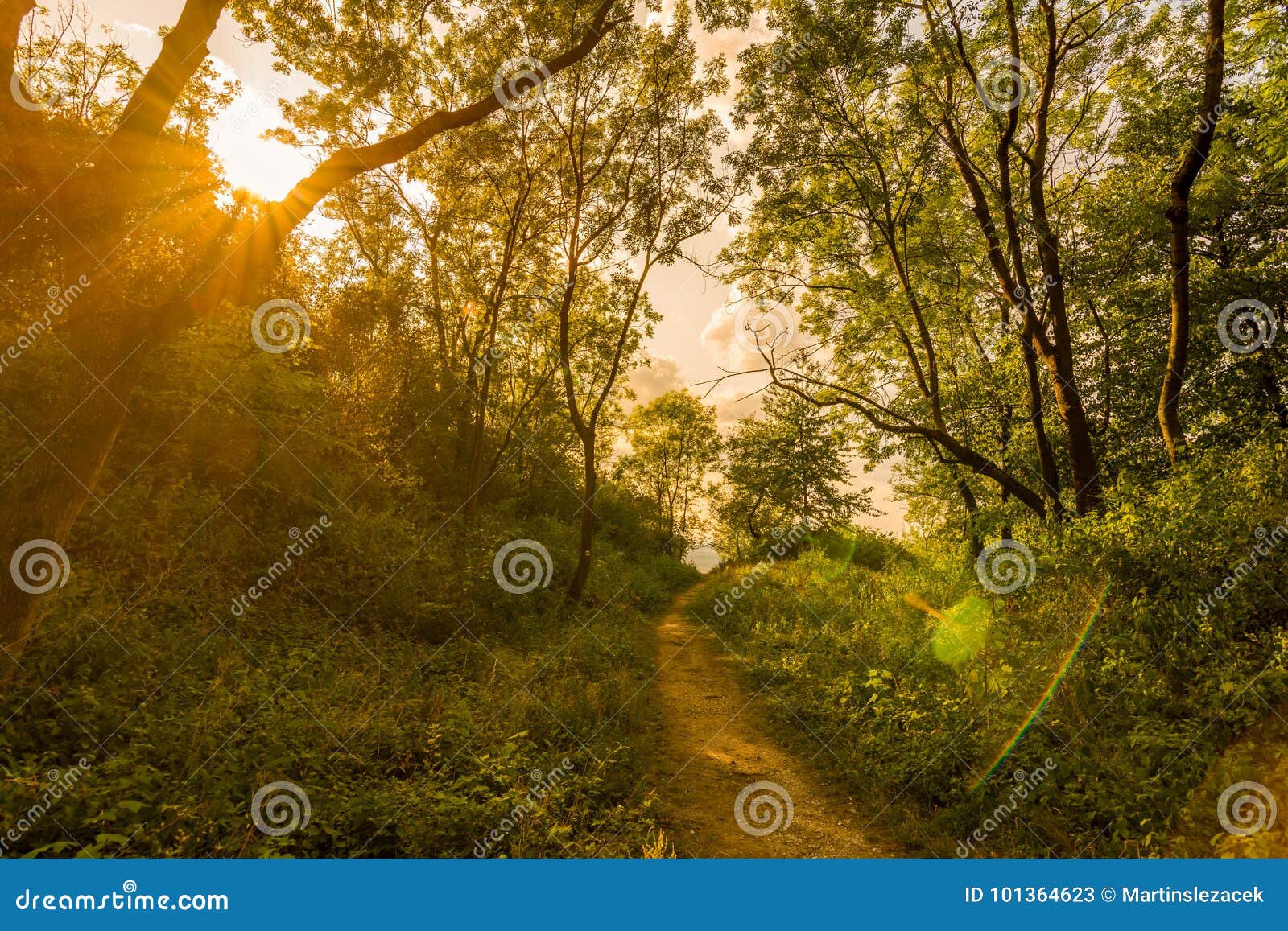 Magic Forest with Sun Rays. Path in the Forest, Trees, Grass and Bushes ...