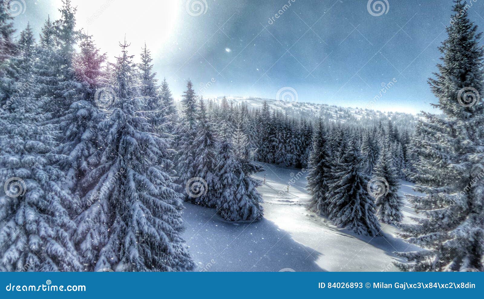 Magic forest stock image. Image of magic, snow, cold - 84026893