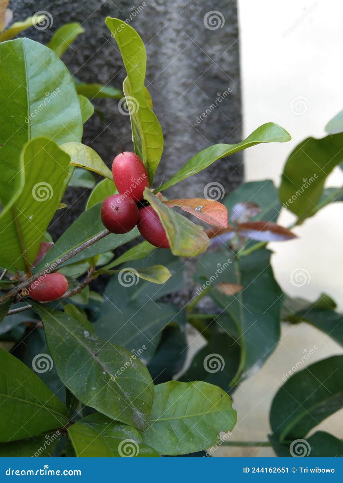 Magic Fruit Plants or Commonly Called Miracle Fruit Can Thrive in the ...