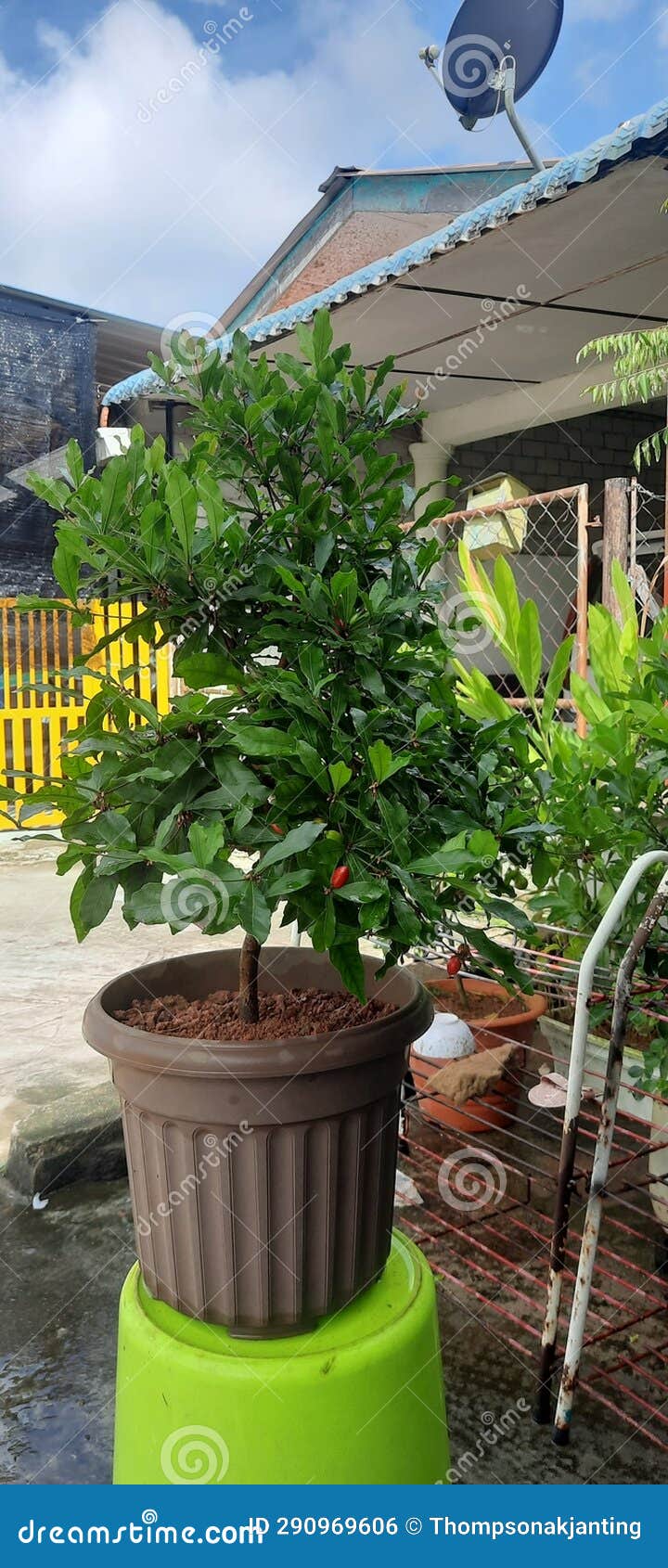 Magic Fruit Tree Plant stock photo. Image of food, houseplant - 290969606