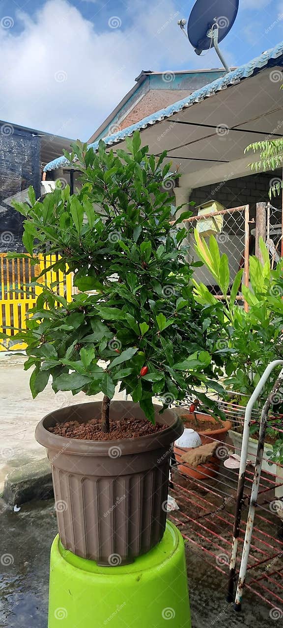 Magic Fruit Tree Plant stock photo. Image of food, houseplant - 290969606