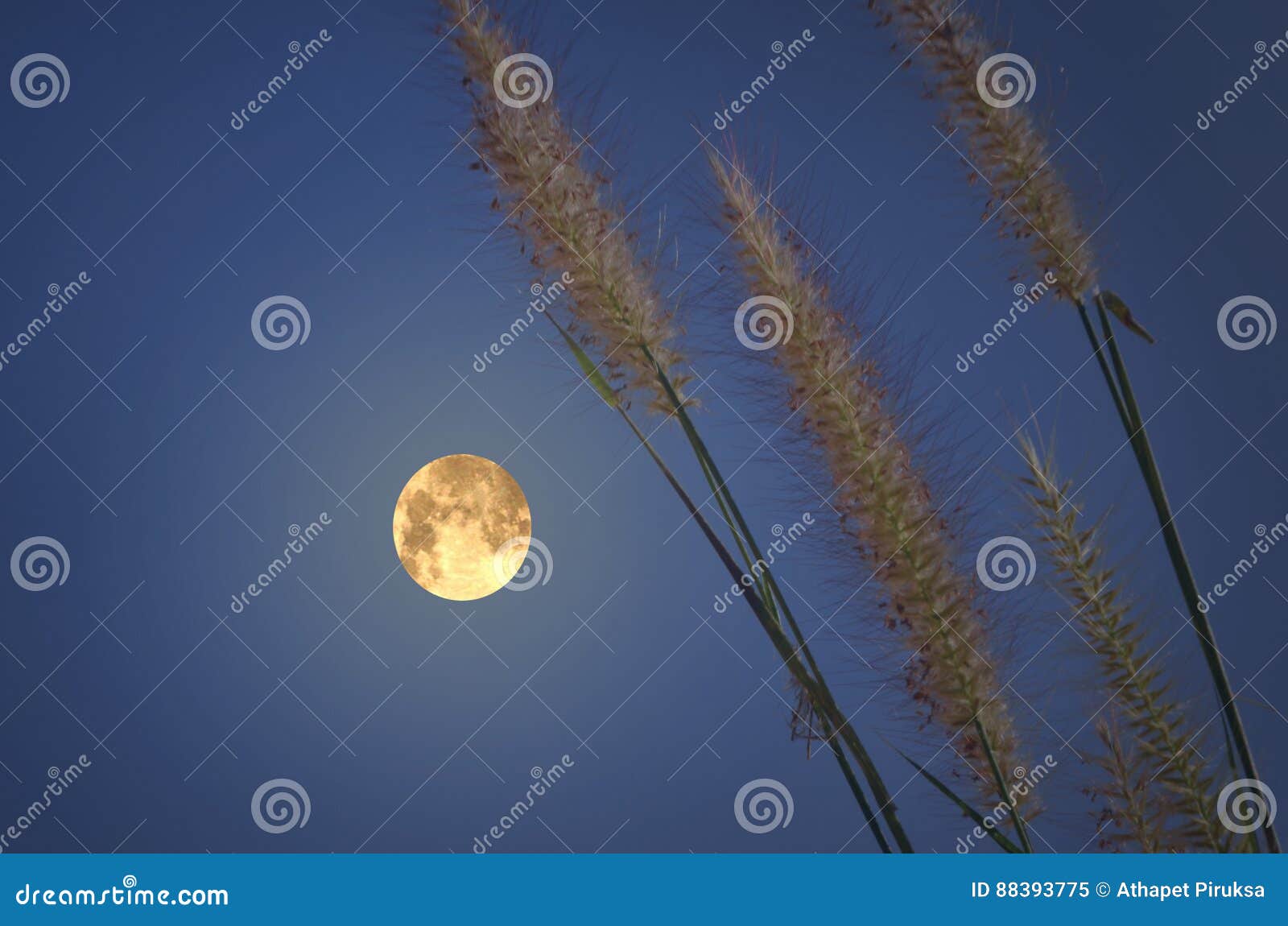 Magic full moon with grass stock image. Image of macro - 88393775