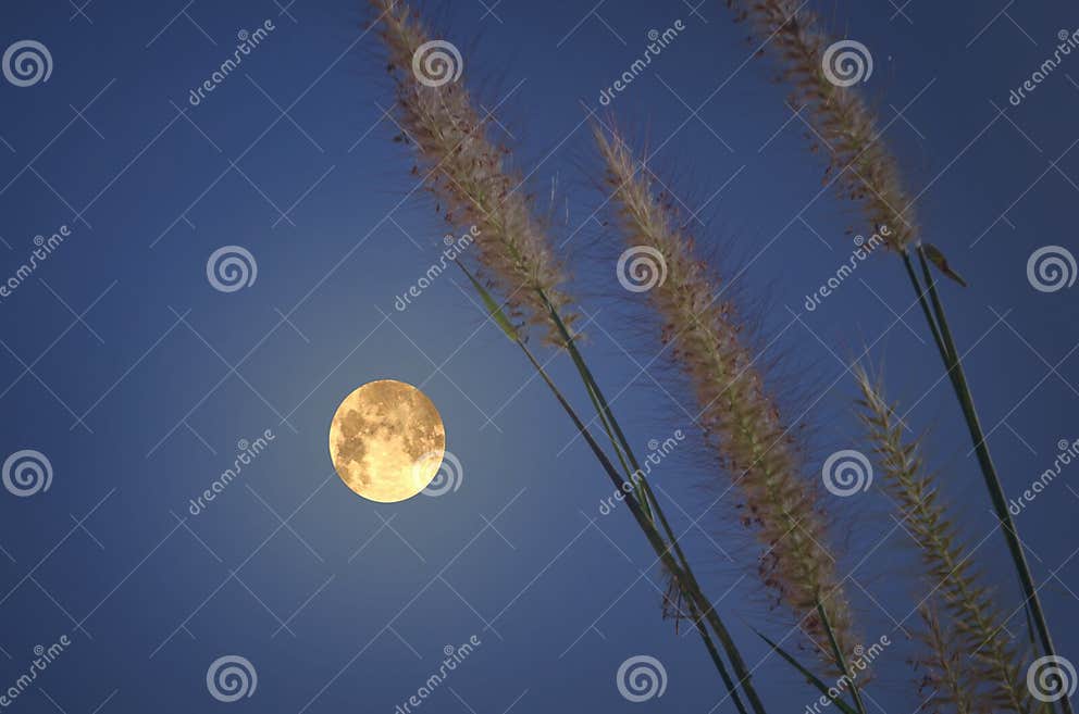 Magic full moon with grass stock image. Image of macro - 88393775