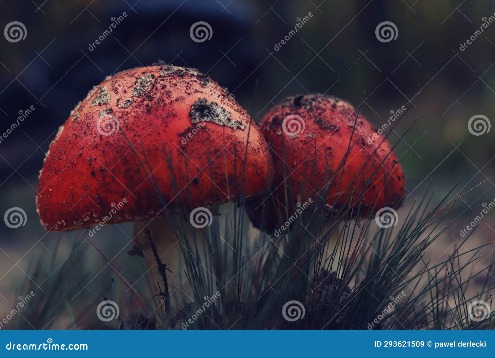 Magic fungi from forest stock image. Image of magic - 293621509