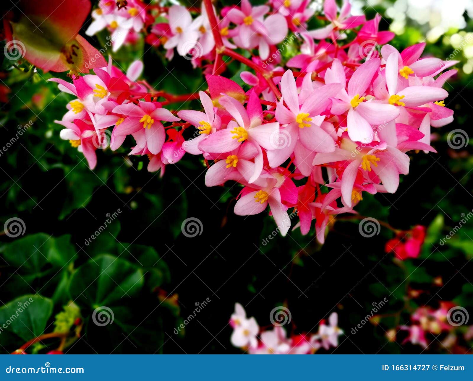 Magic Garden. Beautiful Flowers Stock Image - Image of beautiful ...