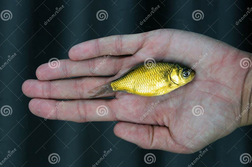 Magic Gold Fish stock image. Image of color, dream, desire - 20640931