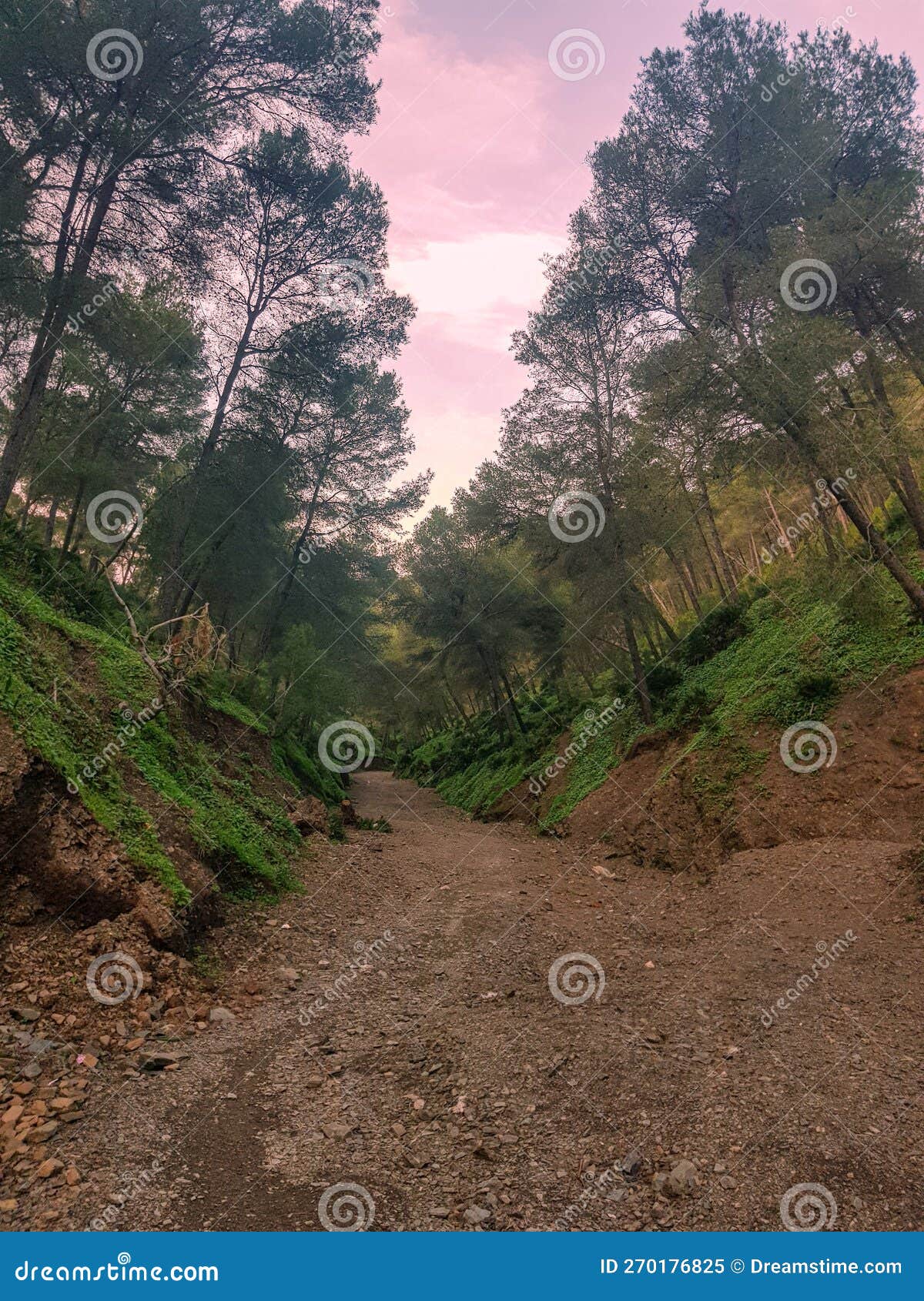 Magic Gravel Road among the Pine Trees Stock Image - Image of enticing ...