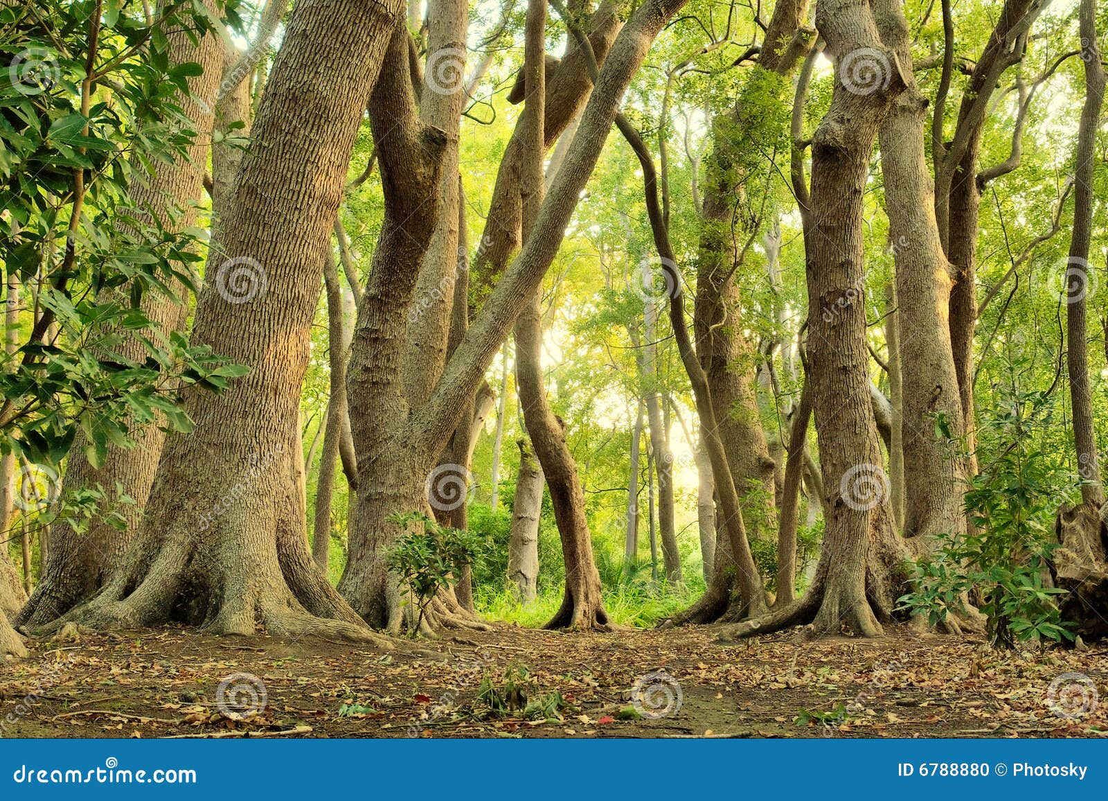 Magic green forest stock photo. Image of charmed, magic - 6788880
