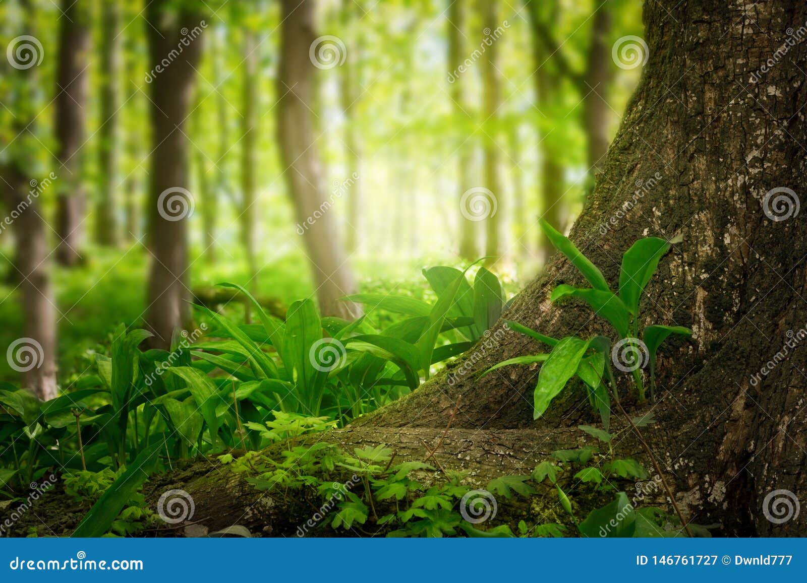 Magic green forest stock image. Image of beautiful, woodland - 146761727