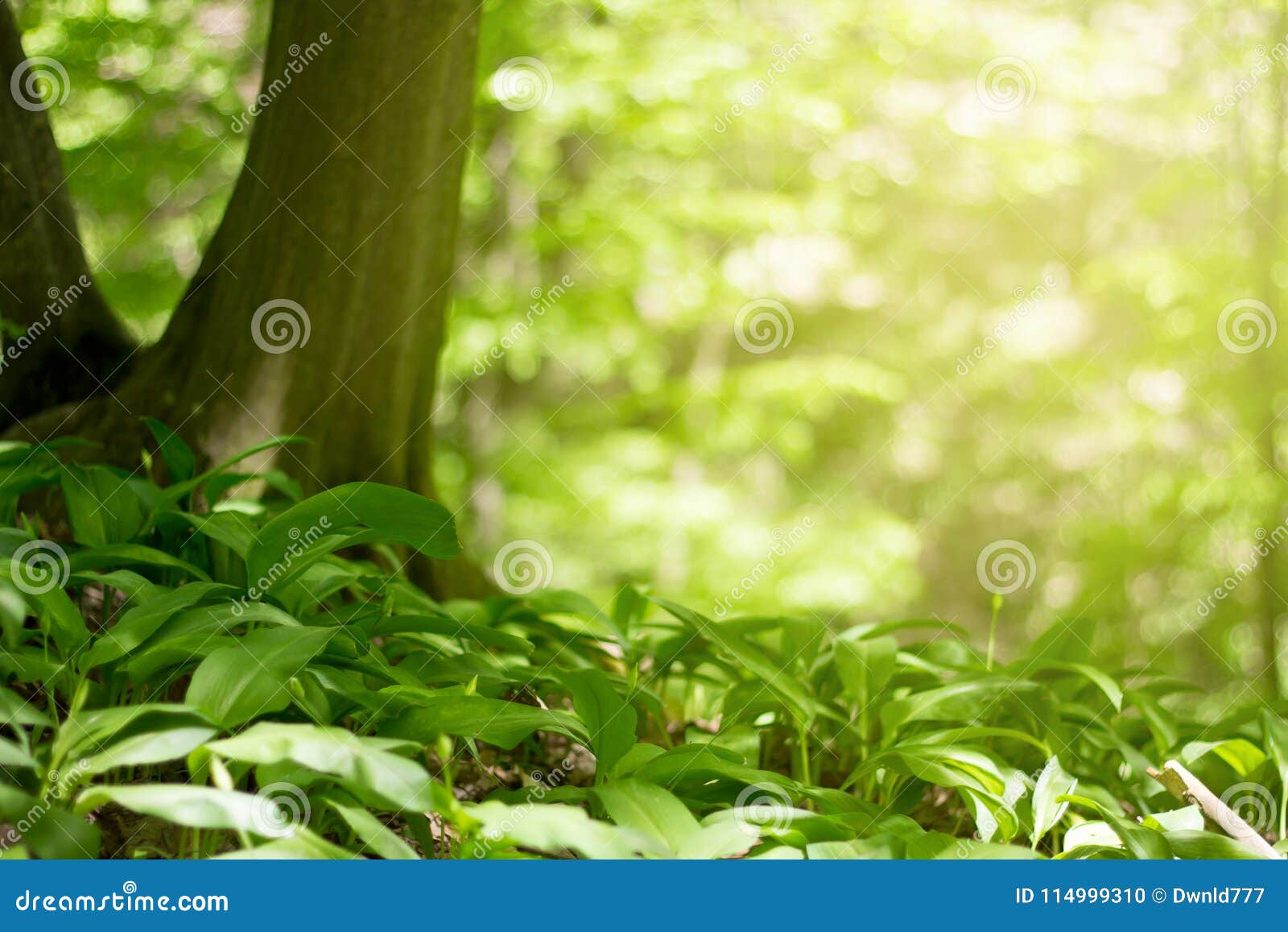Magic green forest stock photo. Image of forest, springtime - 114999310