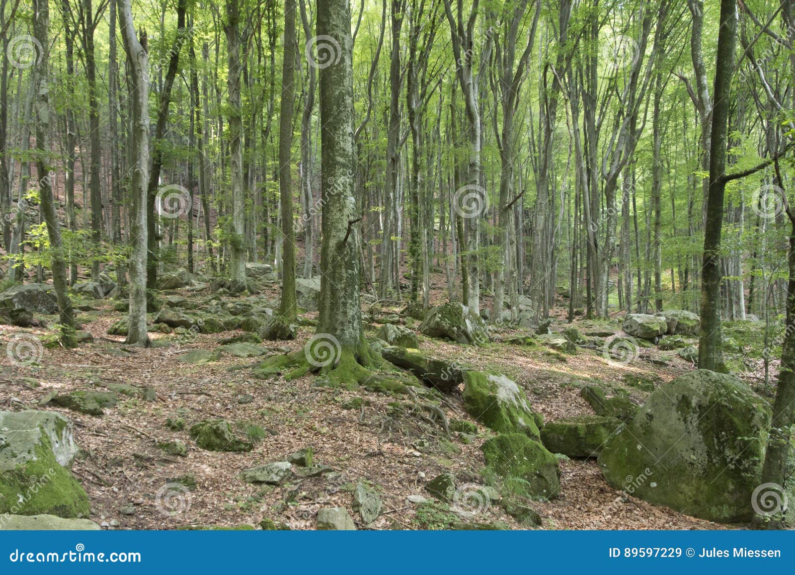 Magic green forest stock image. Image of garden, mossy - 89597229