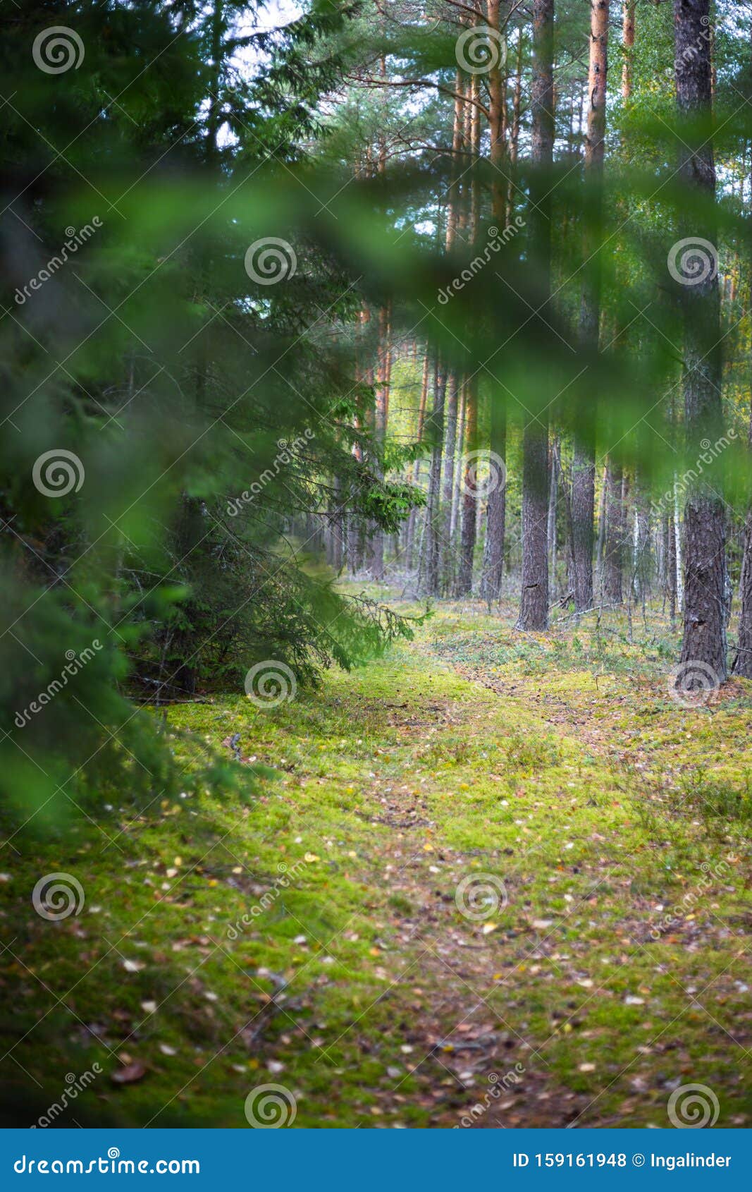 Magic green forest path stock photo. Image of walking - 159161948