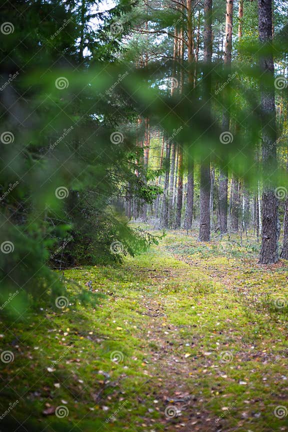 Magic green forest path stock photo. Image of walking - 159161948