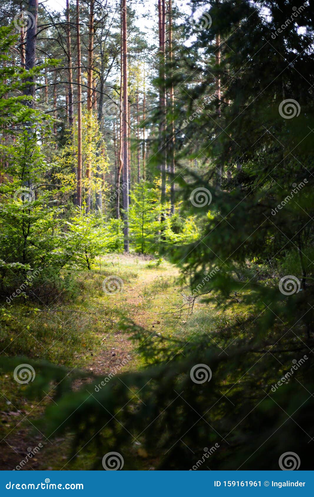 Magic Green Forest Path on Sunny Day Stock Image - Image of mysterious ...