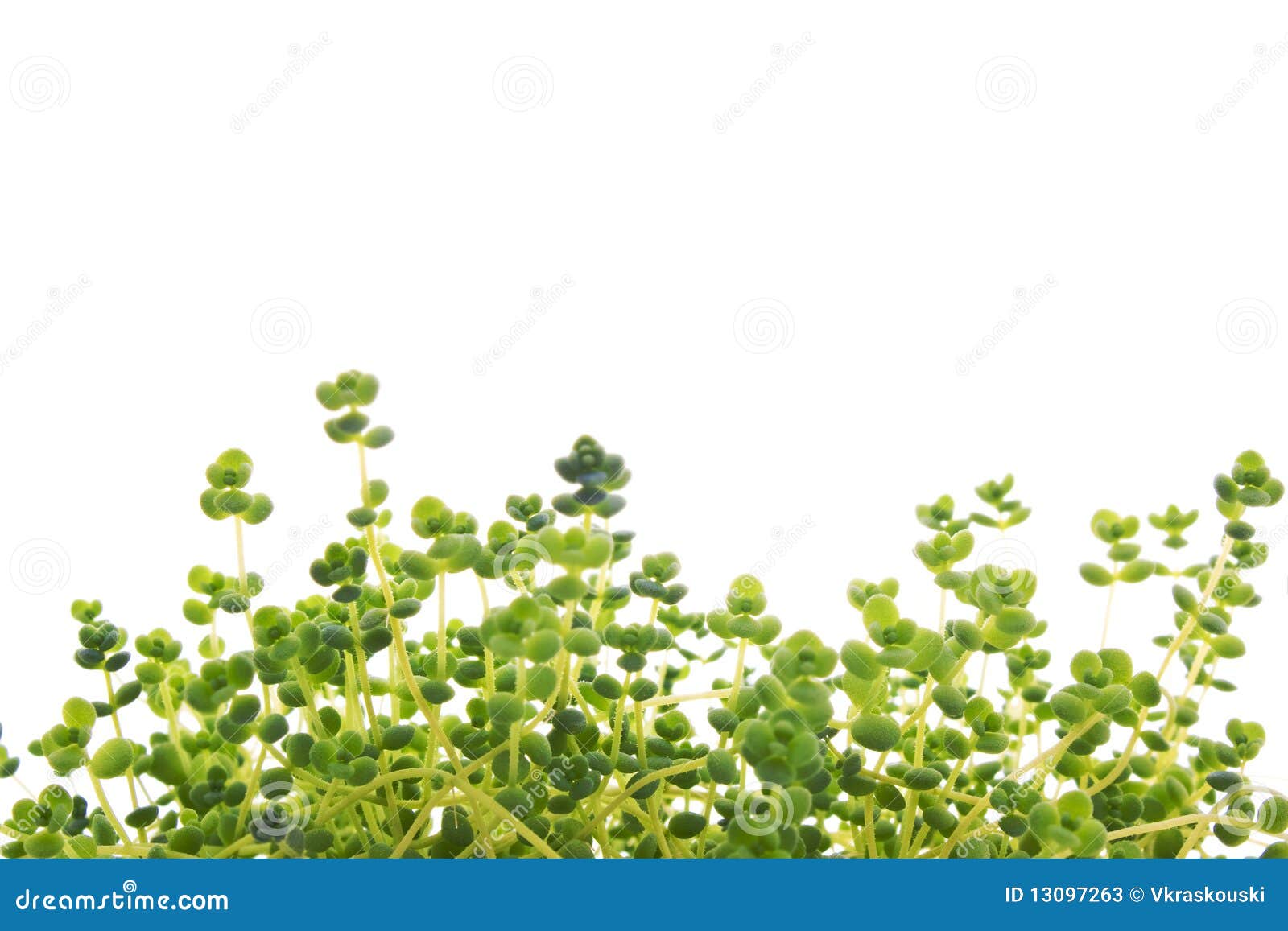Magic green grass stock image. Image of abstract, land - 13097263