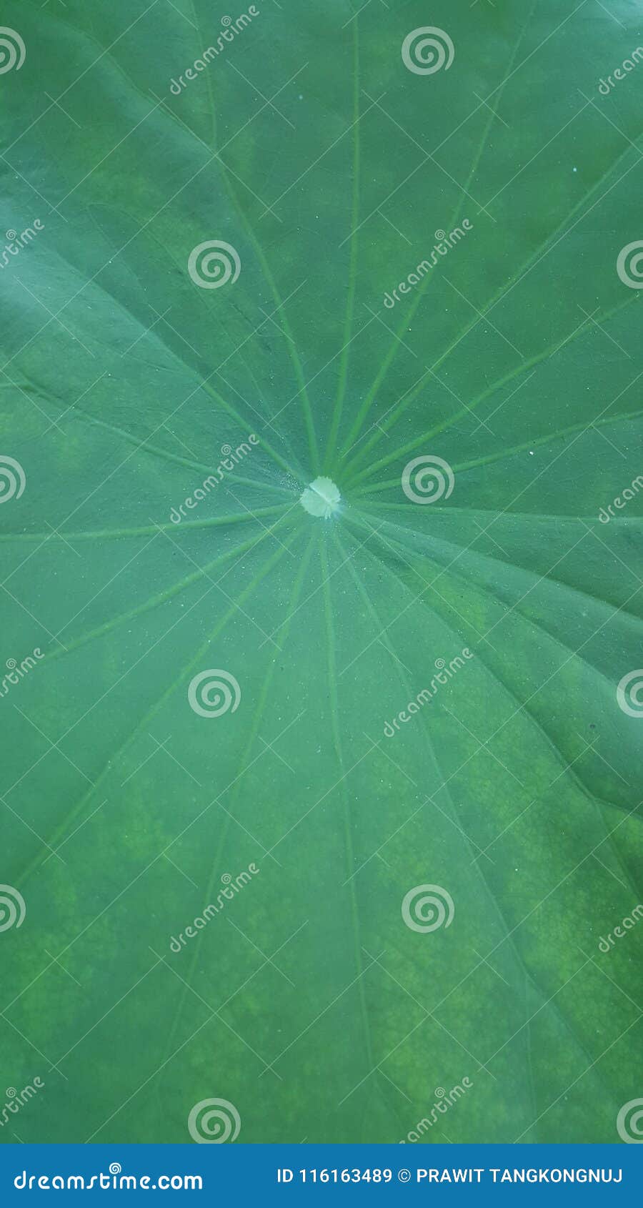 Pattern on Green Lotus Leaf. Stock Image - Image of foliage, tropical ...
