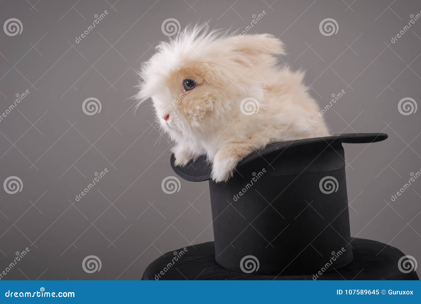 Magic Hat with Beautiful White Rabbit Stock Image - Image of furry ...
