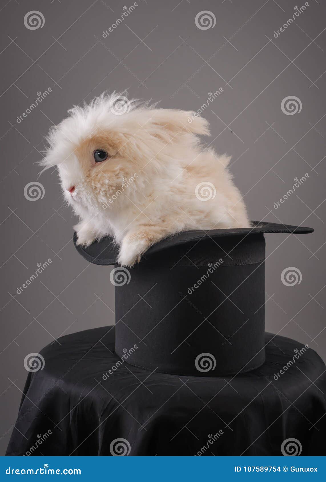 Magic Hat with Beautiful White Rabbit Stock Photo - Image of bunny ...