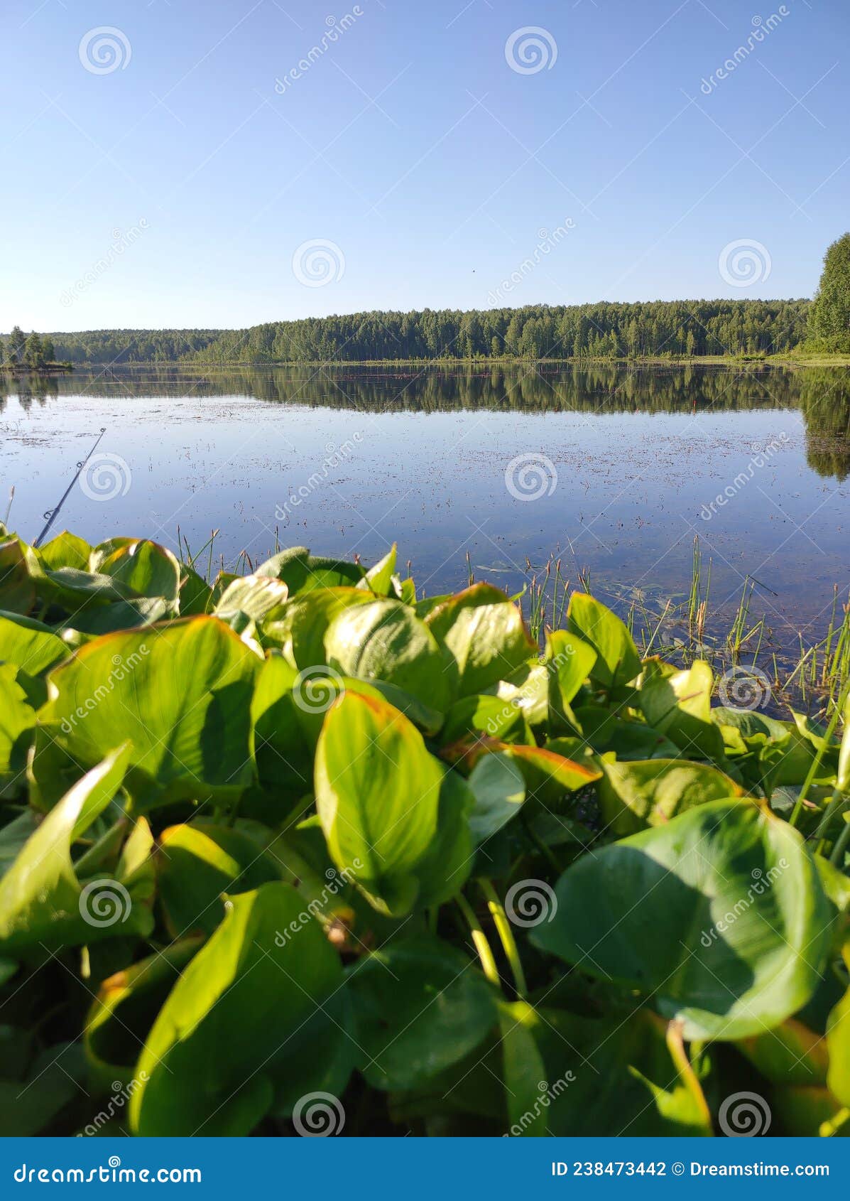 Magic lake stock photo. Image of plant, lake, nature - 238473442