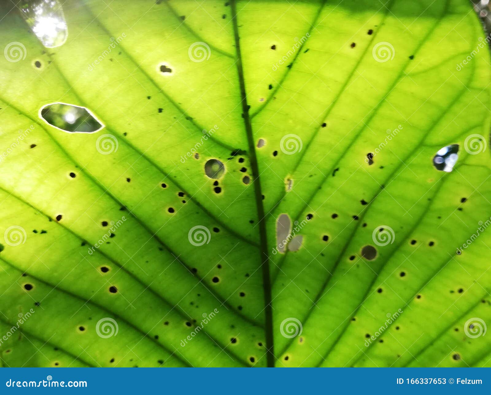 Magic leaf . Rainforest stock image. Image of plant - 166337653