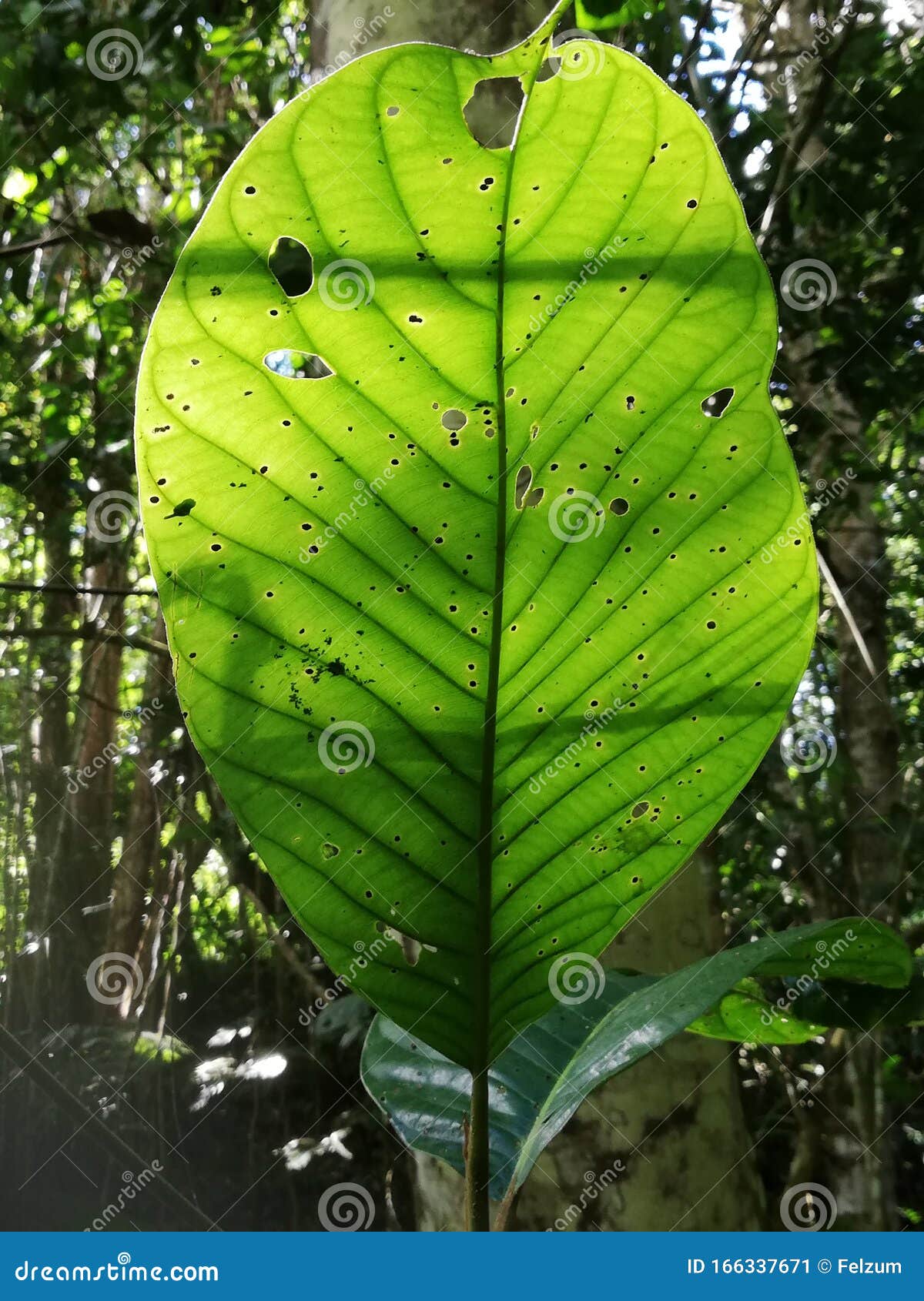 Magic leaf . Rainforest stock image. Image of leaf, tropical - 166337671