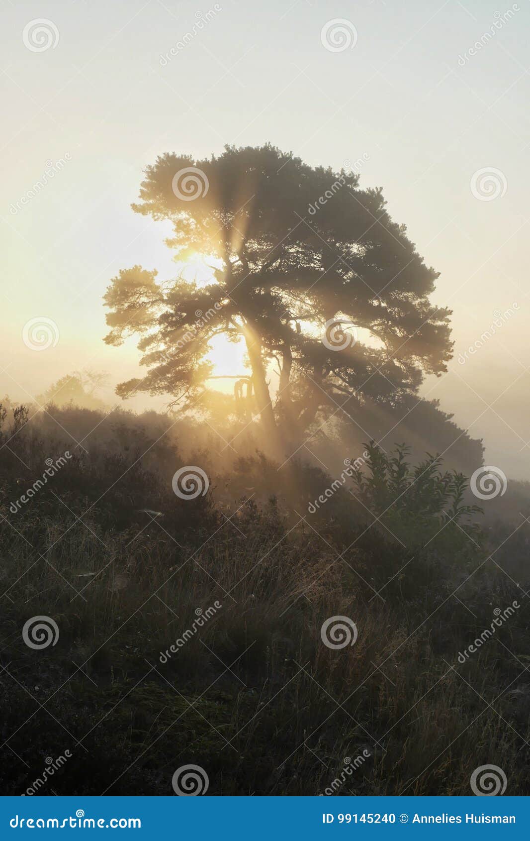 Magic light stock photo. Image of golden, magic, rays - 99145240