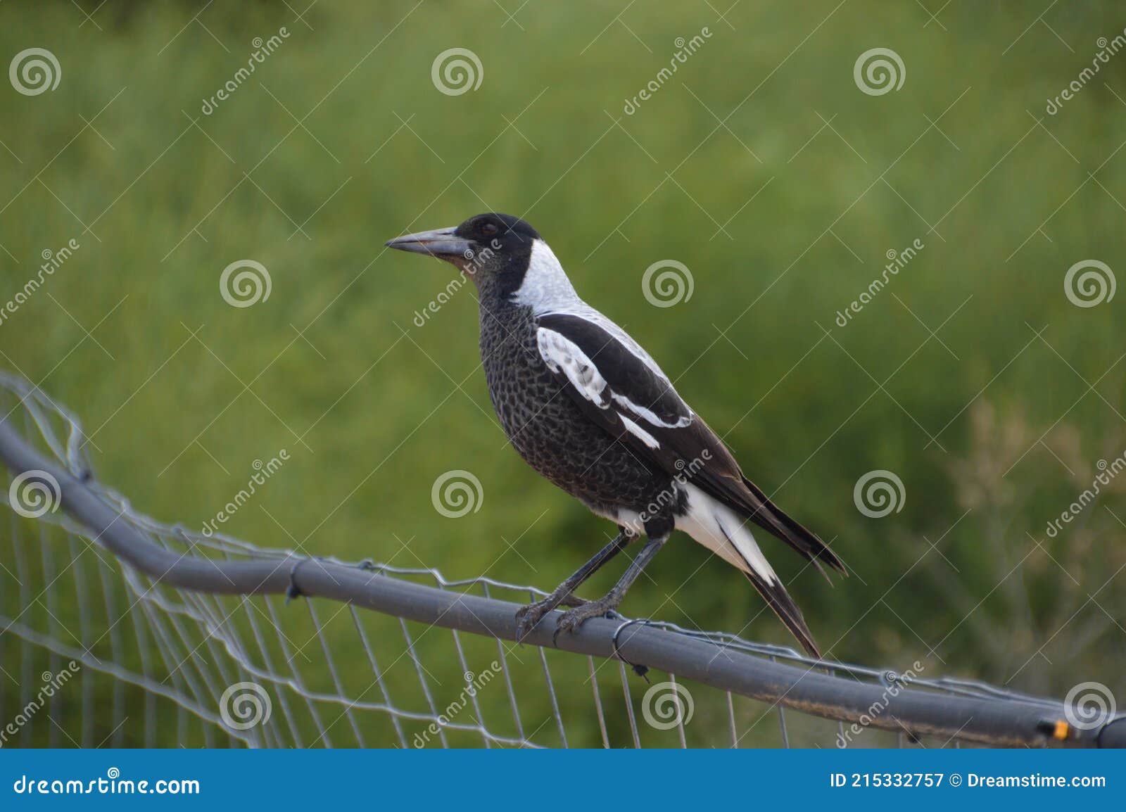 Magic Magpie stock image. Image of blackbird, hummingbird - 215332757