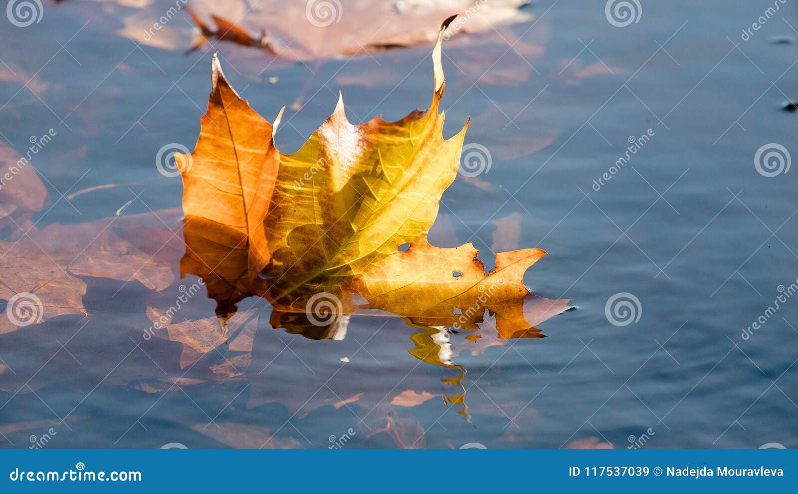 Magic Maple Leaf stock image. Image of water, lonely - 117537039
