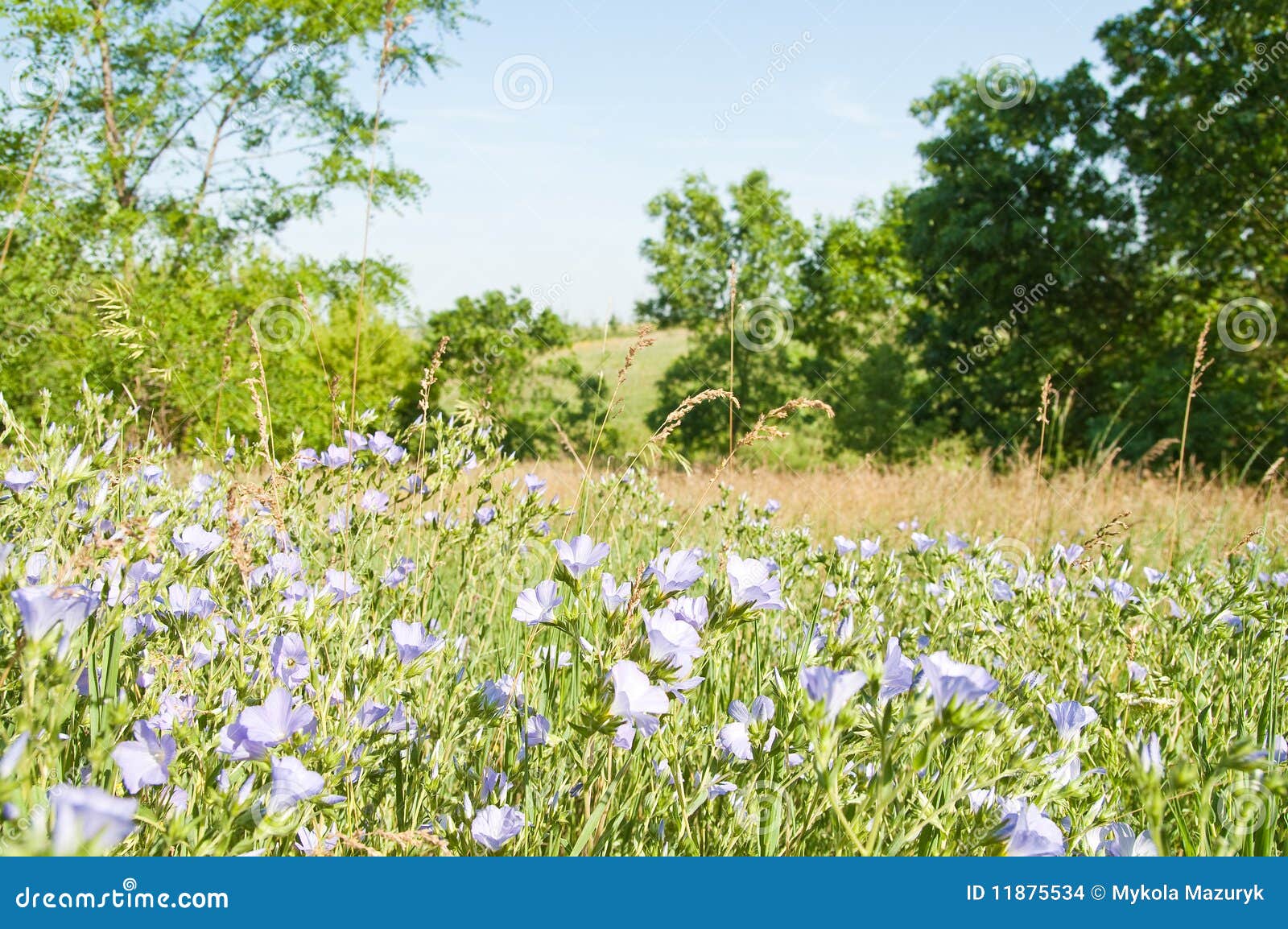 Magic meadow stock photo. Image of botany, idyllic, blossoms - 11875534