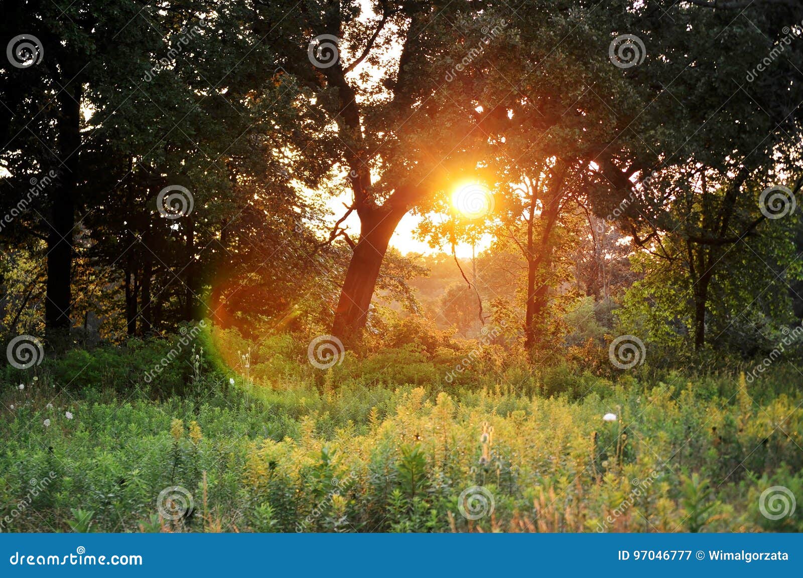 Magic Moment. Sunset in Forest. Stock Image - Image of forest, mood ...
