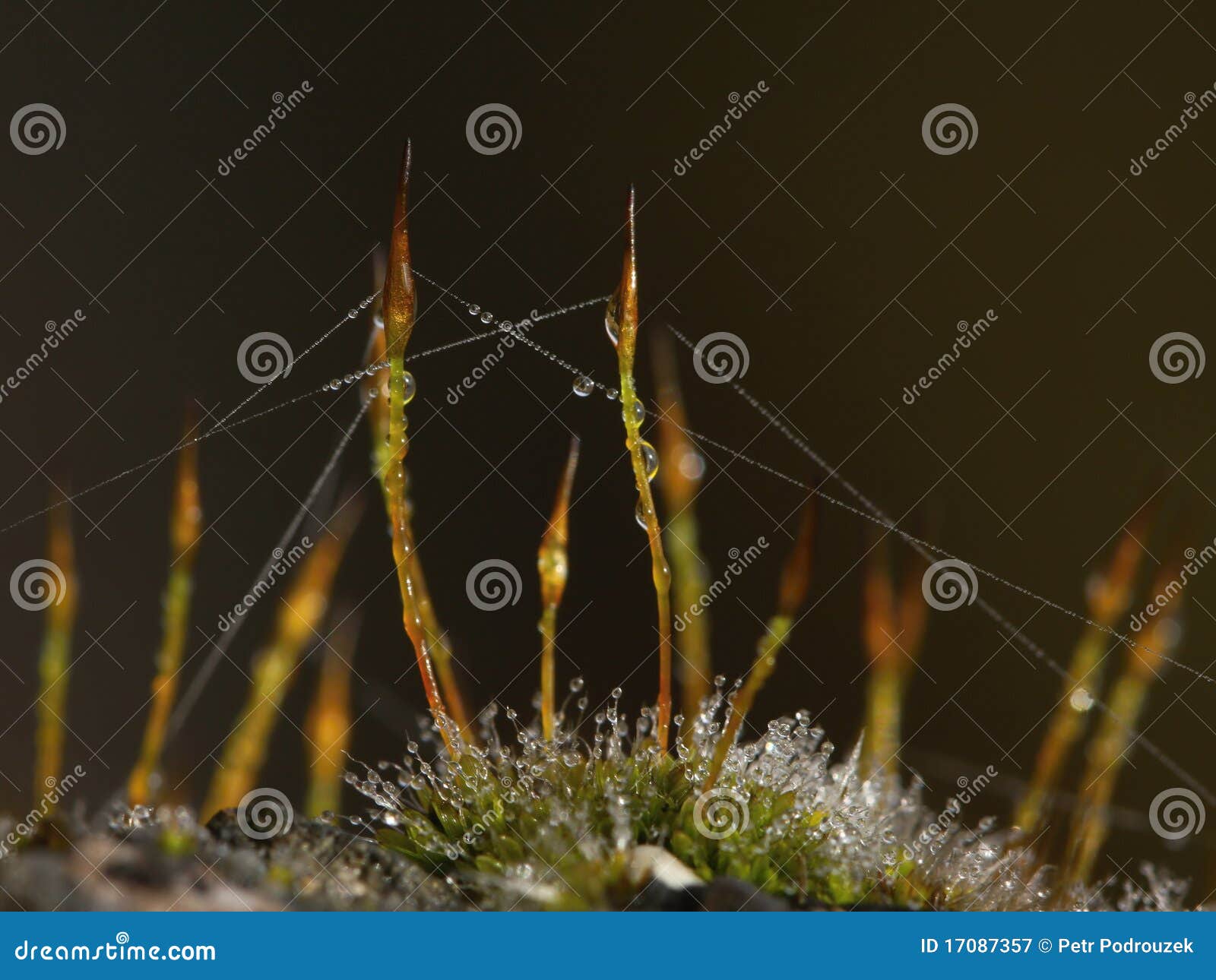 Magic Moss stock image. Image of morning, flora, field - 17087357