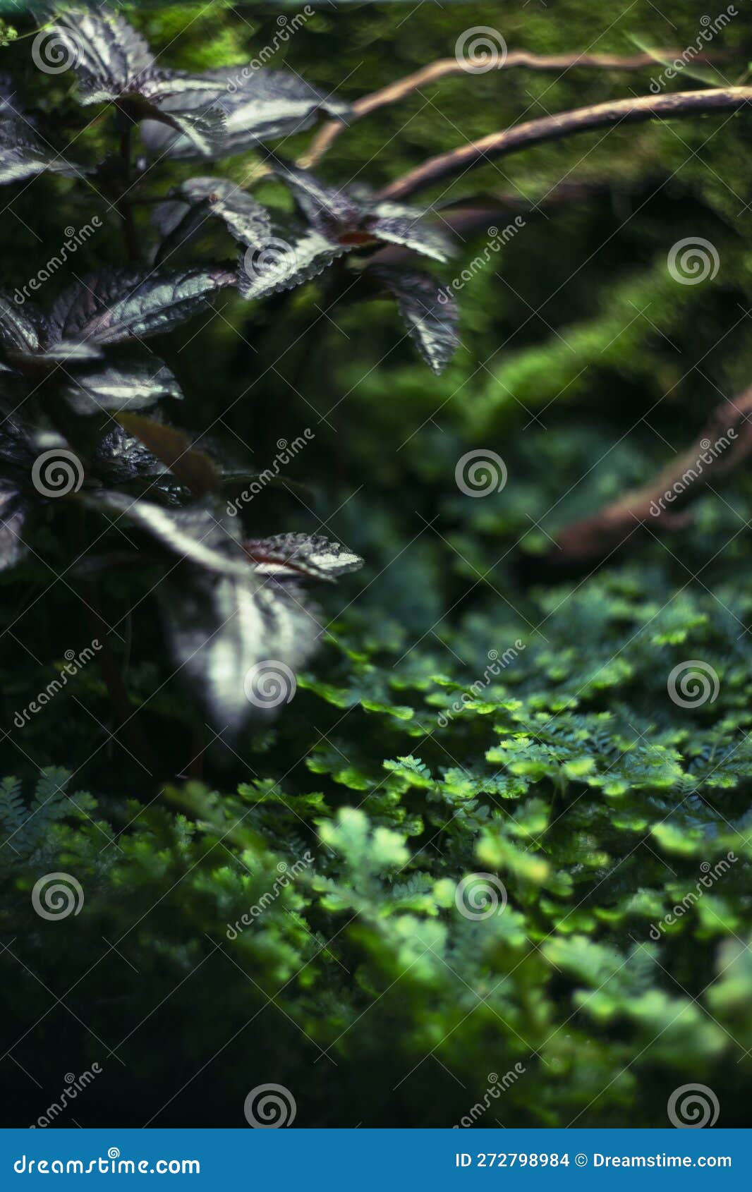 The magic moss forest stock photo. Image of helios, woodland - 272798984