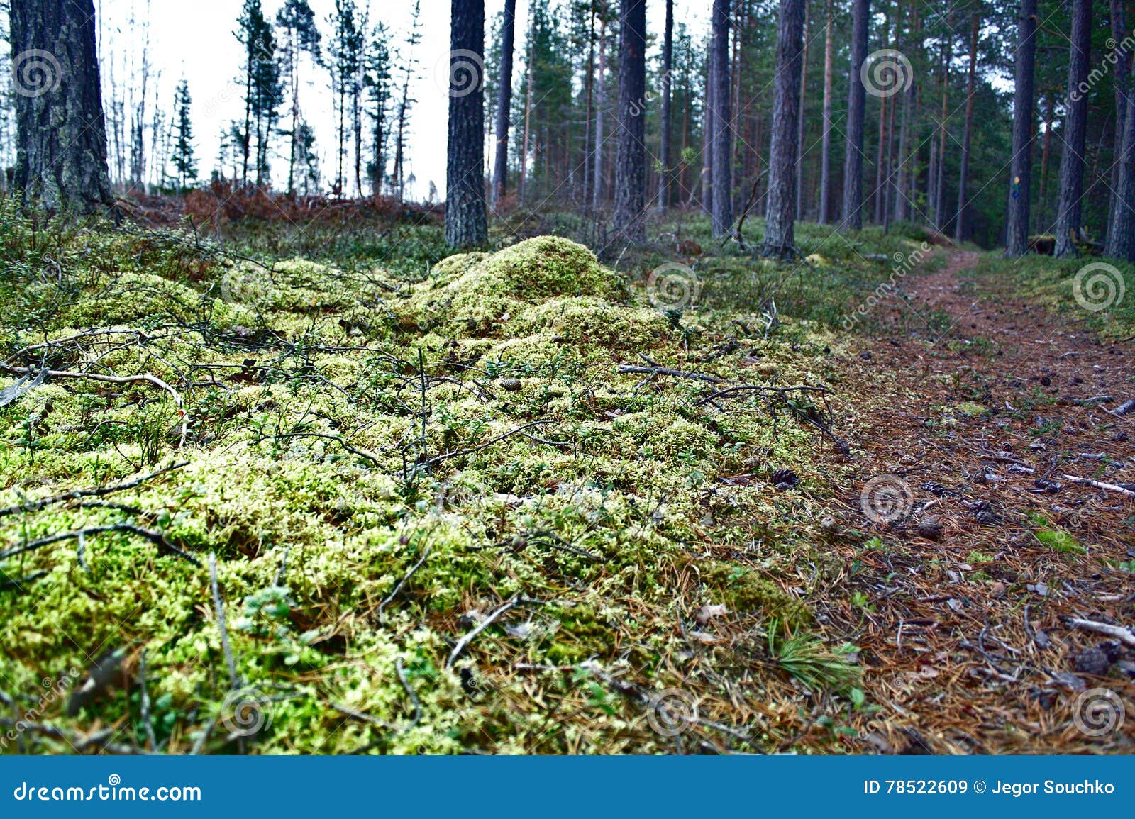 Magic moss stock image. Image of place, path, magic, objects - 78522609