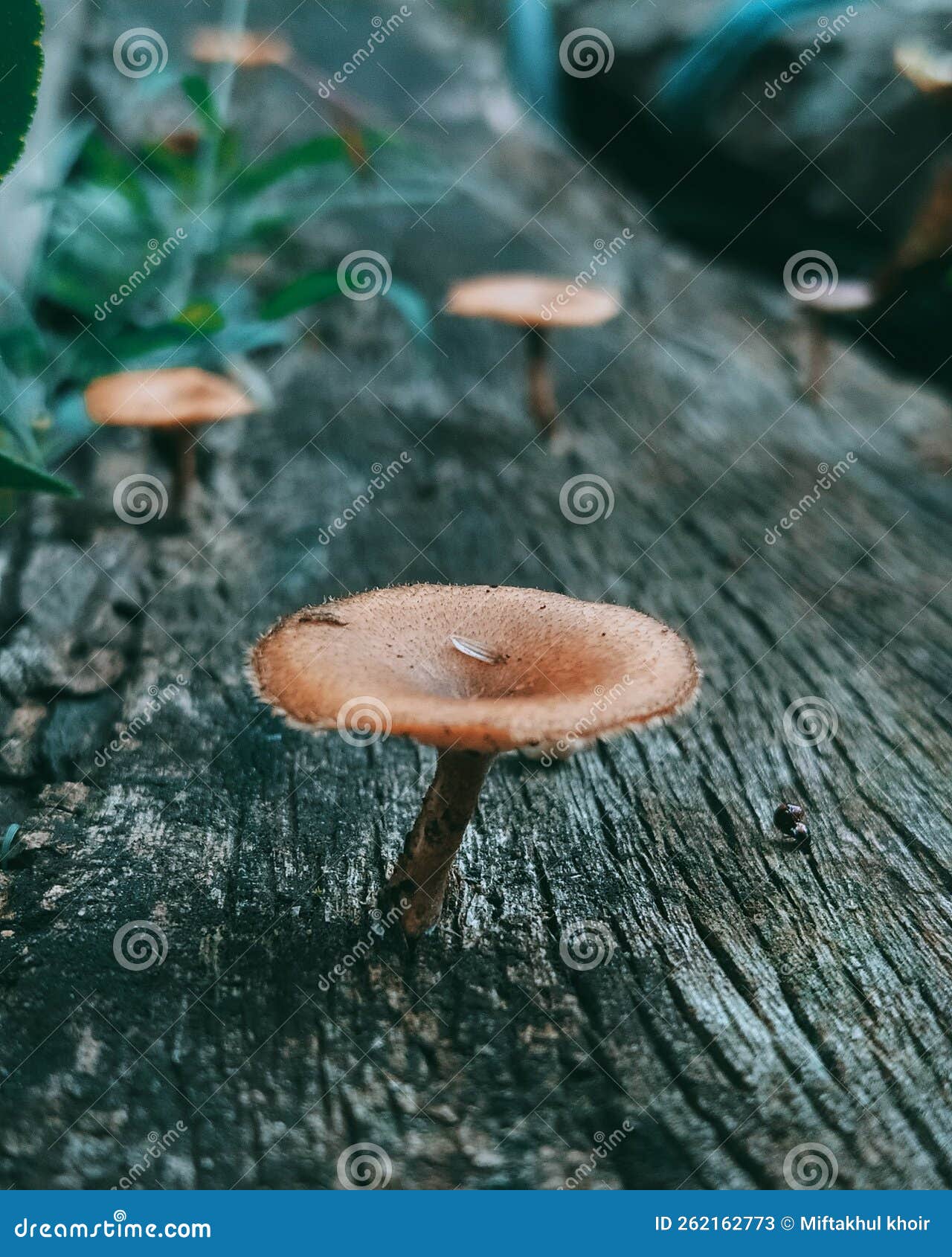 Magic Mushroom on Dead Tree Stock Image - Image of magic, tree: 262162773