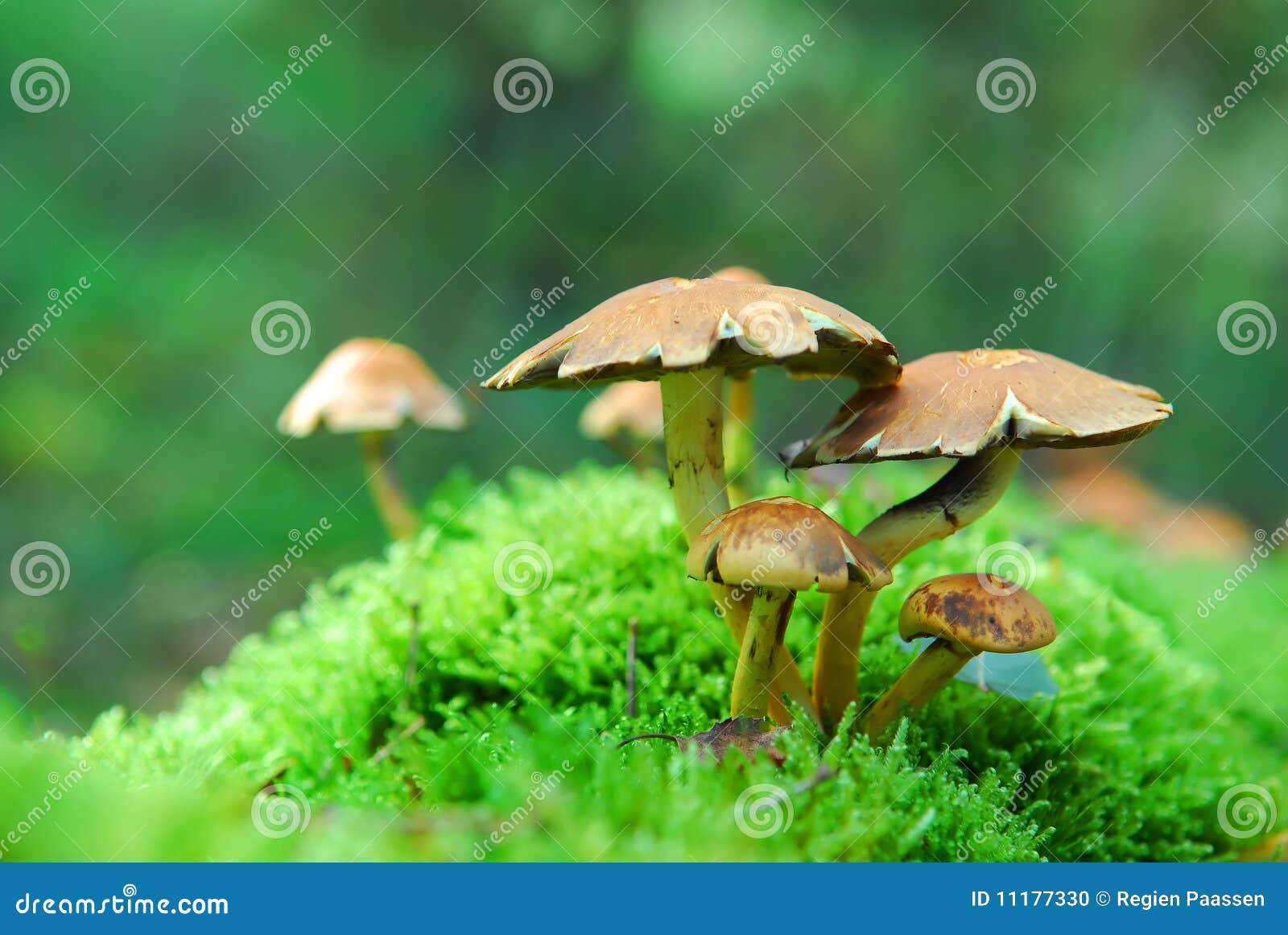 Magic Mushrooms. Psilocybin Cubensis. Home Mushroom Cultivation Stock ...