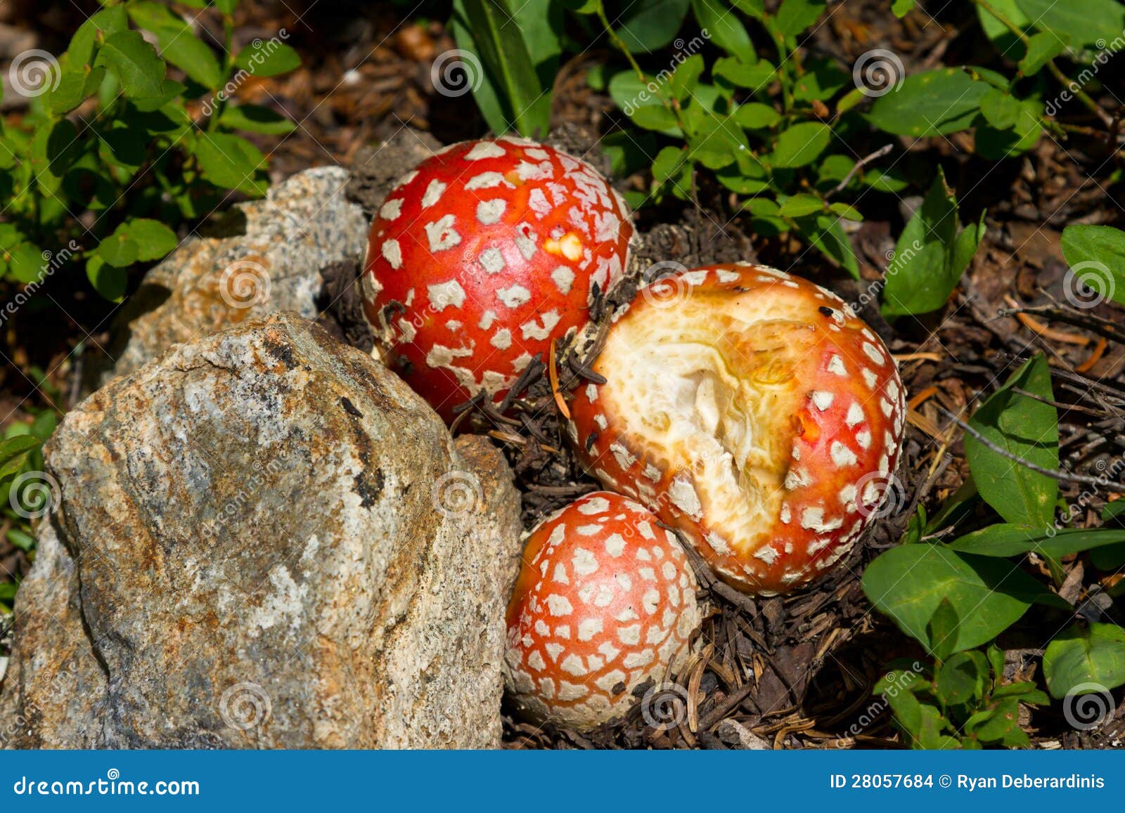 Magic Mushrooms stock photo. Image of drugs, natural - 28057684