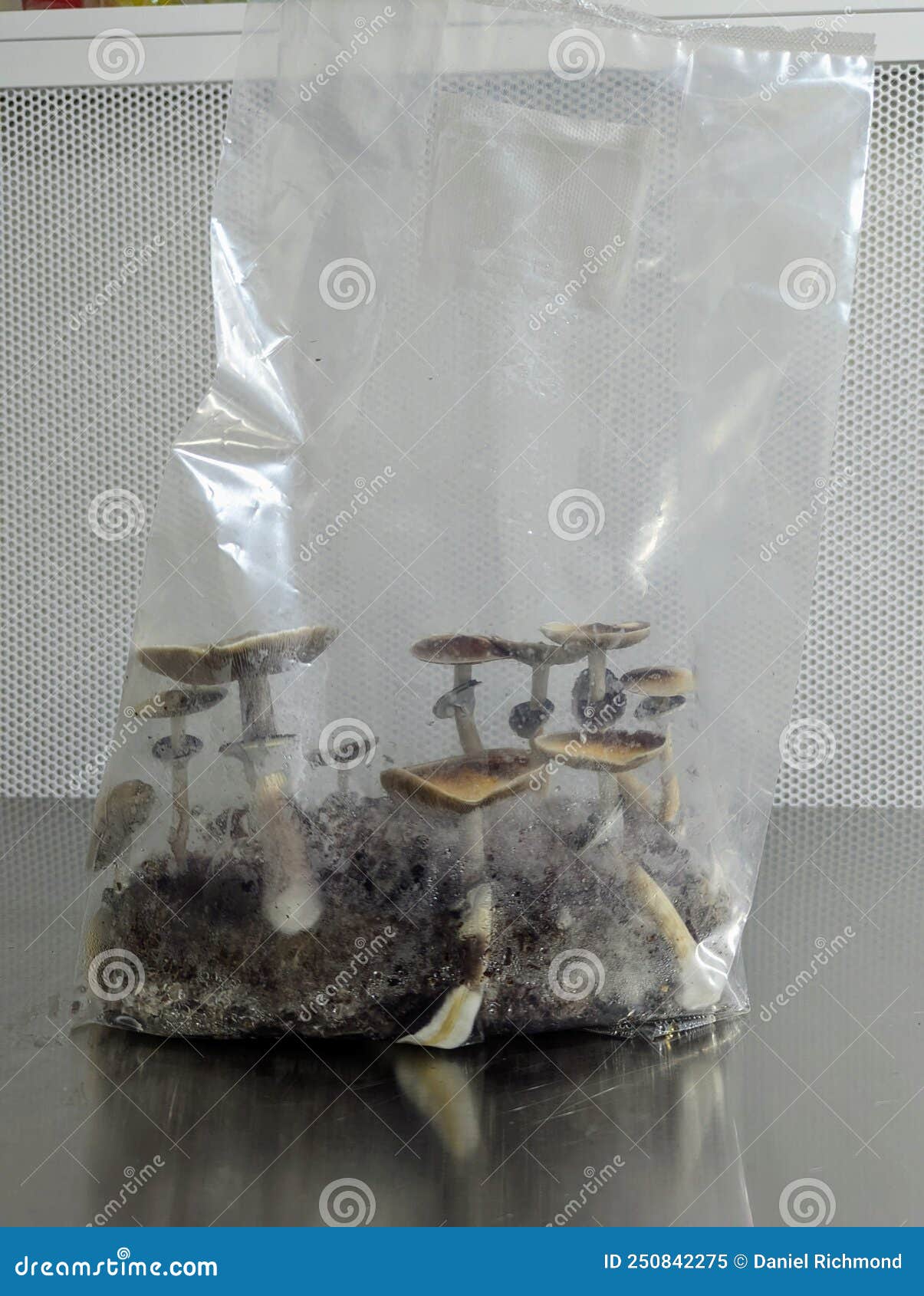 Magic Mushrooms P. Cubensis Mushrooms Growing in a Bag Stock Image ...