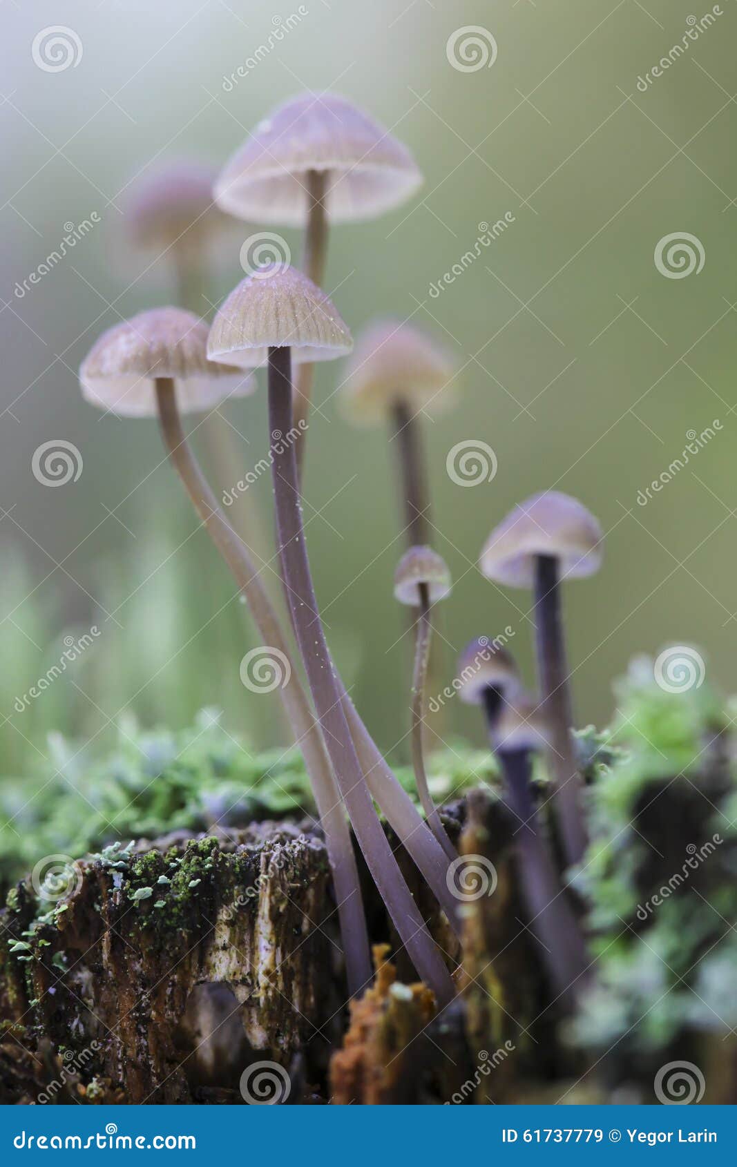 Magic Mushrooms Toadstool on a Rotting Tree Stump Stock Image - Image ...