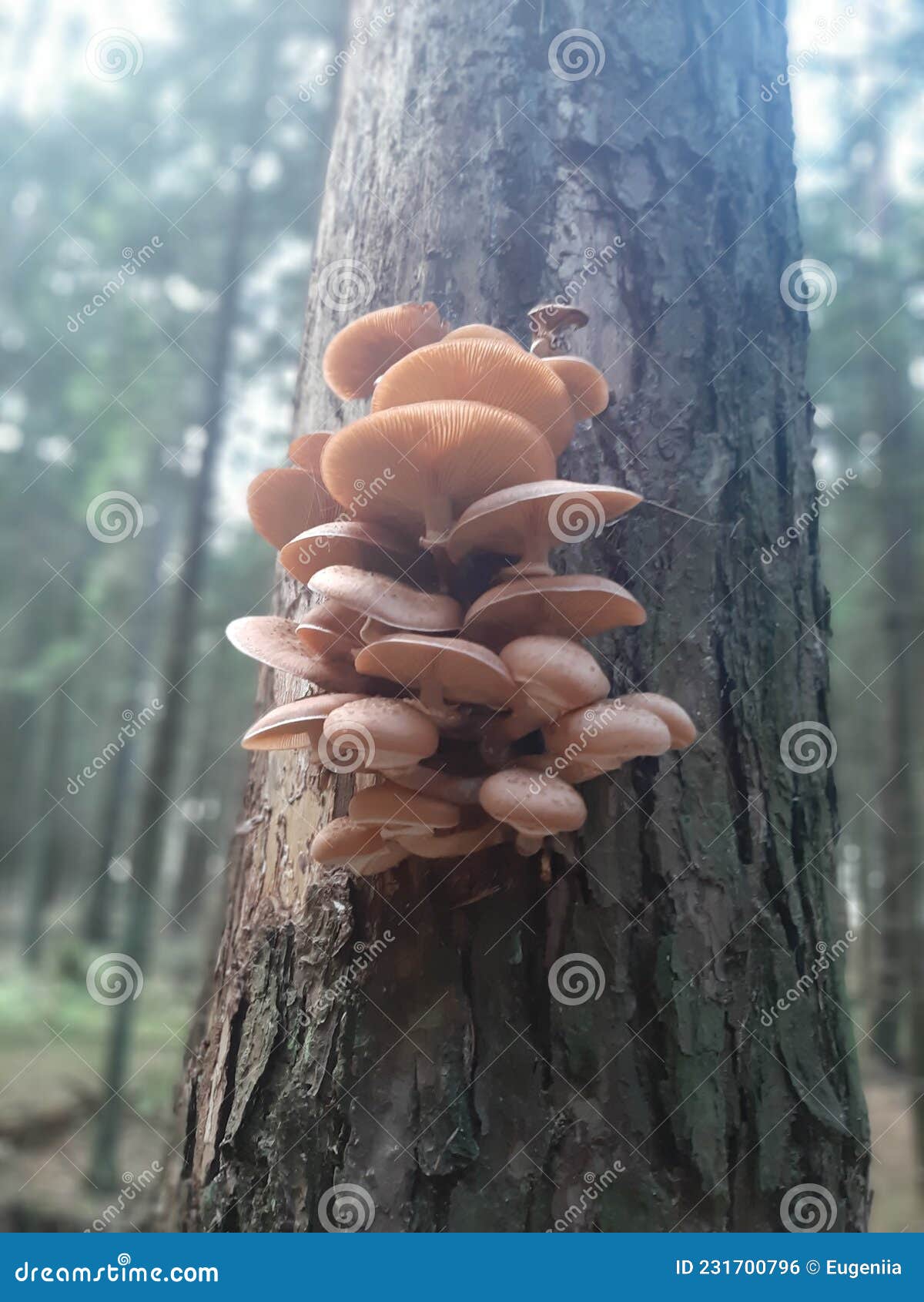 The Magic Of Nature The Mushroom Look Like Mysterious Object Stock