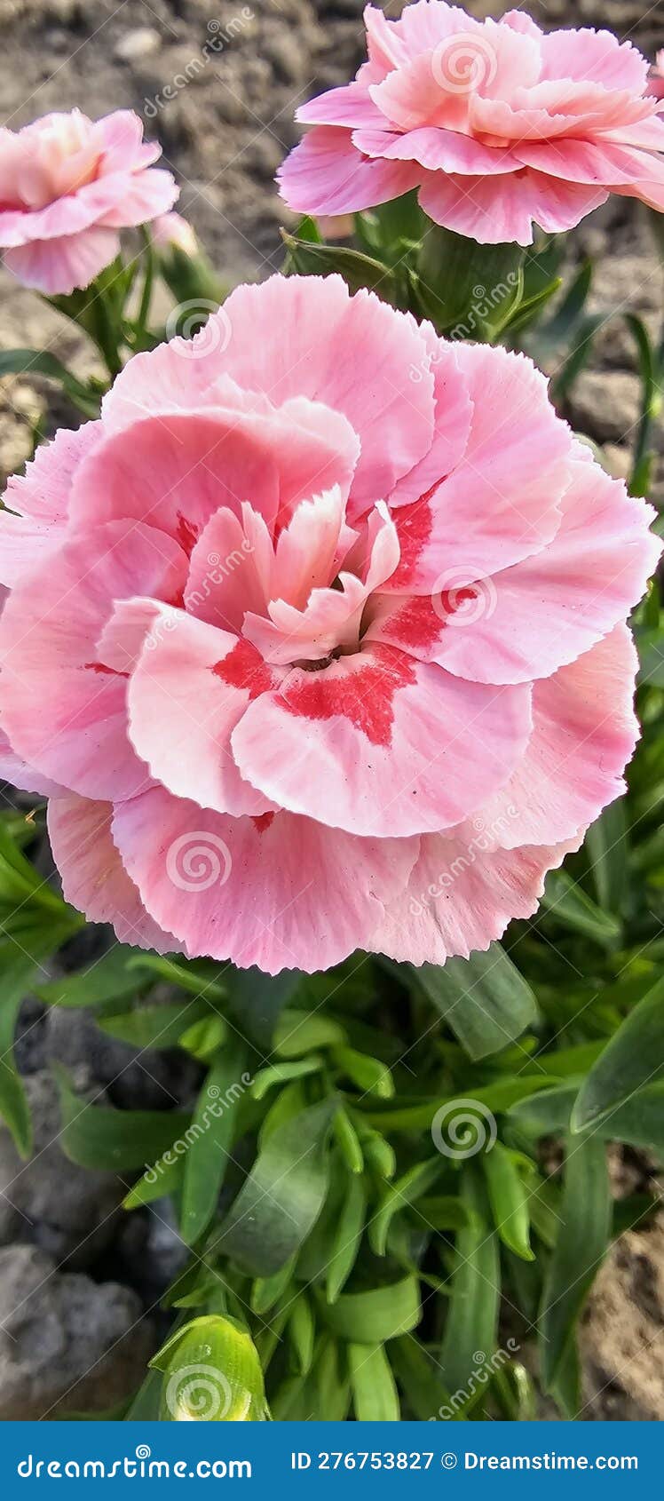 Magic Nature and Unlimited Sky Stock Image - Image of magic, nature ...