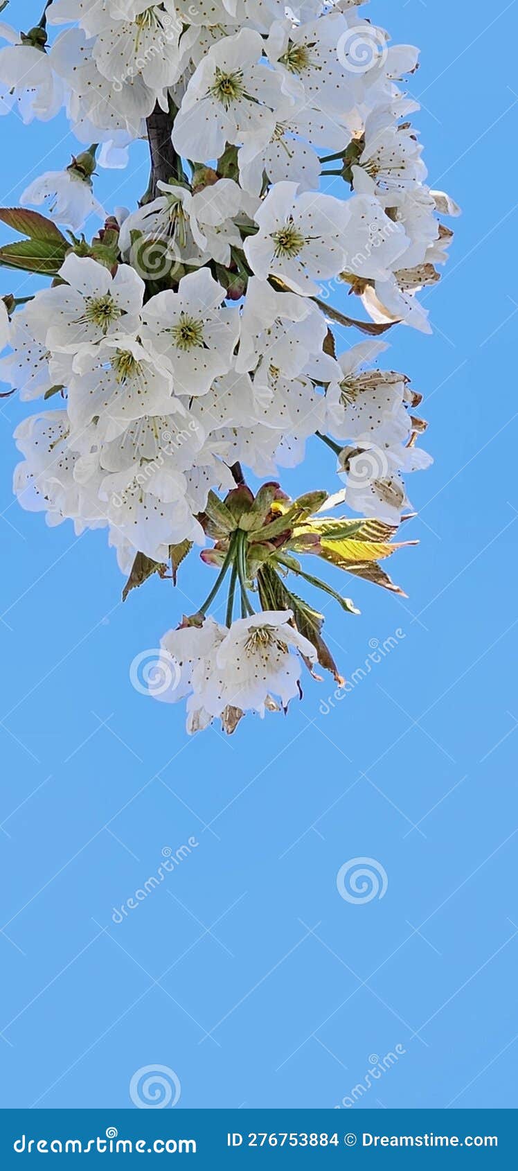 Magic Nature and Unlimited Sky Stock Photo - Image of flowers ...