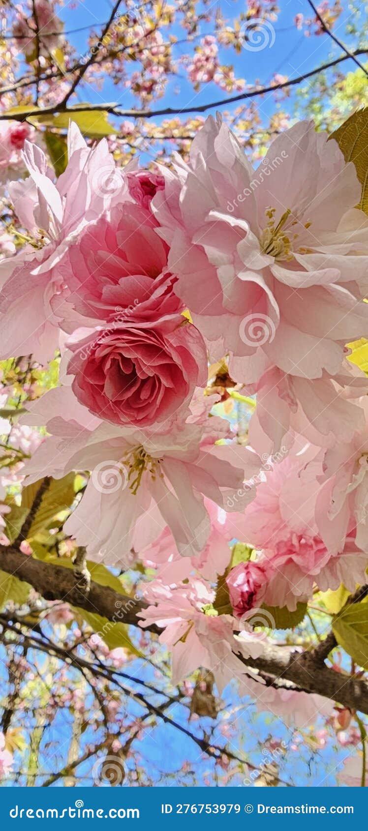 Magic Nature and Unlimited Sky Stock Image - Image of nature, unlimited ...