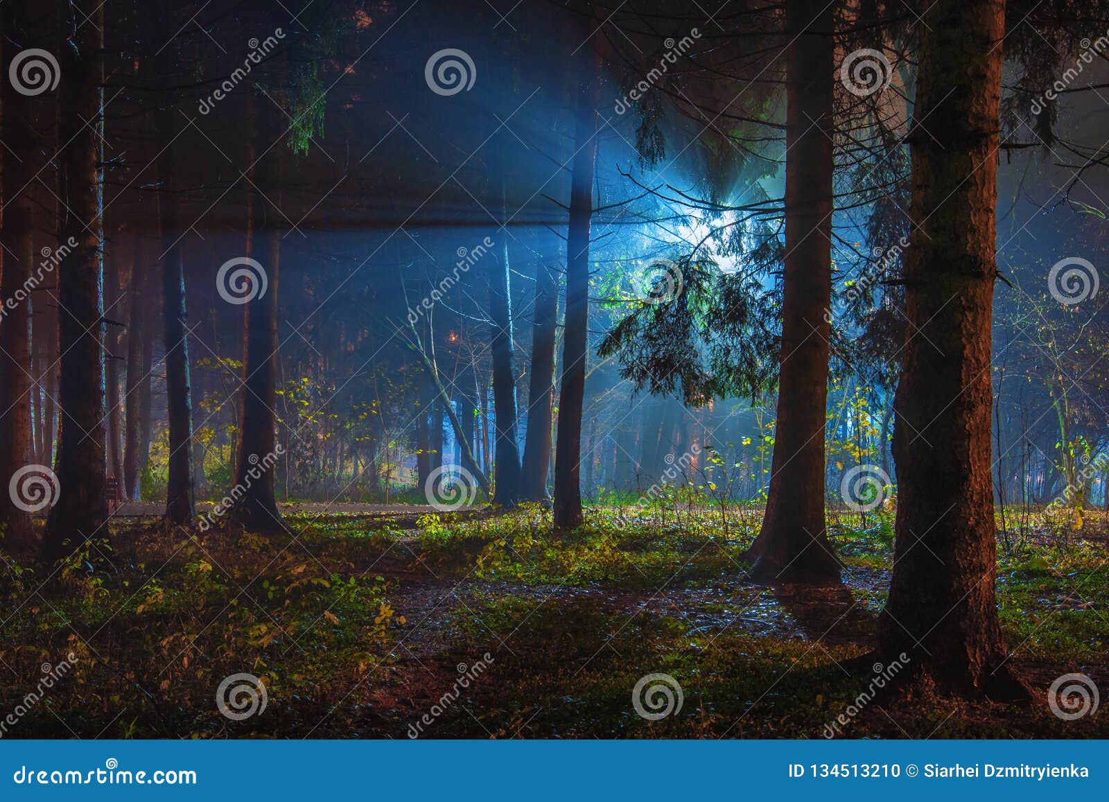 Magic night park stock photo. Image of lights, tranquil - 134513210