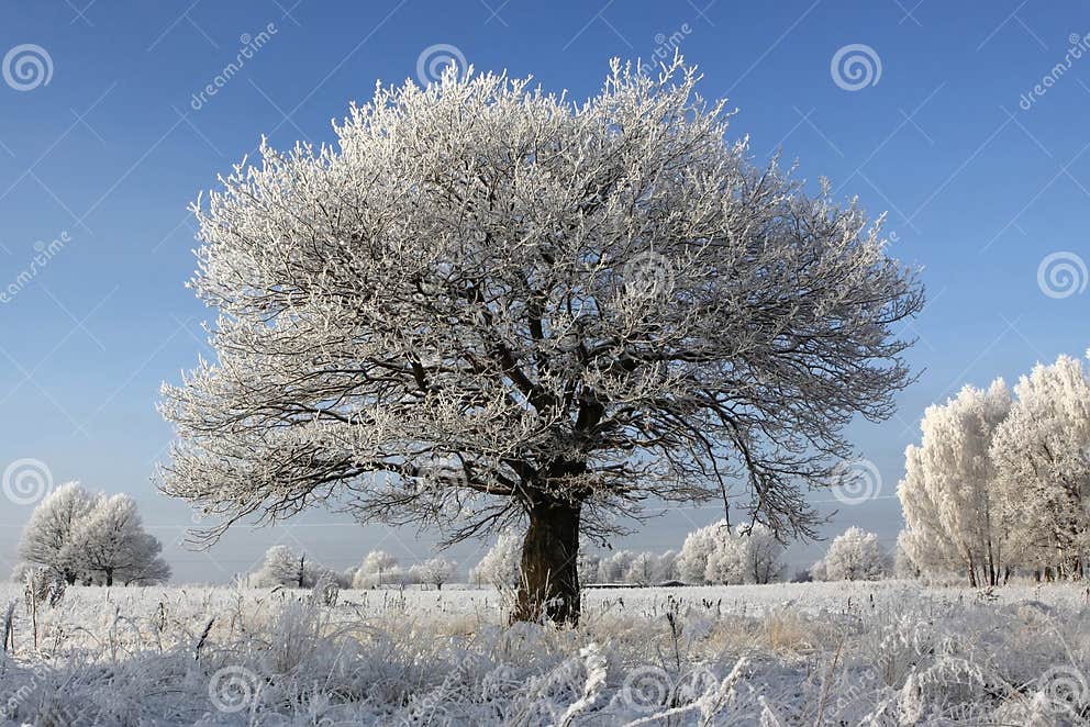 Magic oak stock photo. Image of frosty, white, nature - 12324020