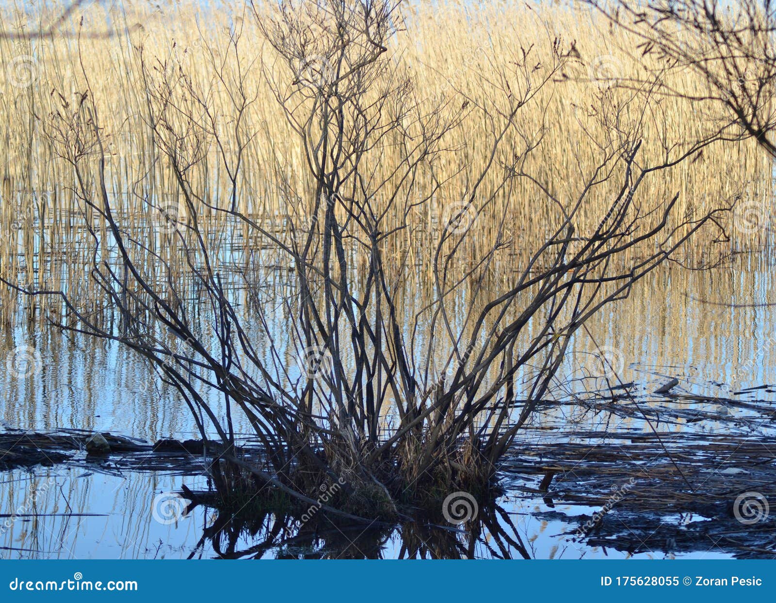 Magic Old Tree Rising from the Water Stock Image - Image of magic ...