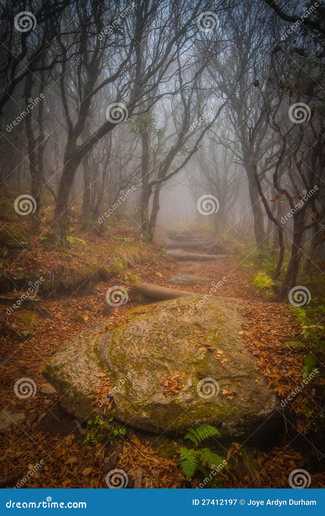 Magic Path stock image. Image of enchanted, foliage, craggy - 27412197