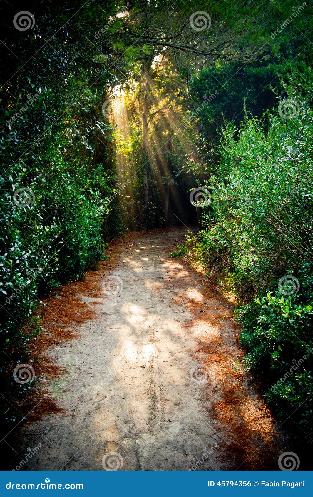 Magic path stock photo. Image of plant, halloween, medieval - 45794356