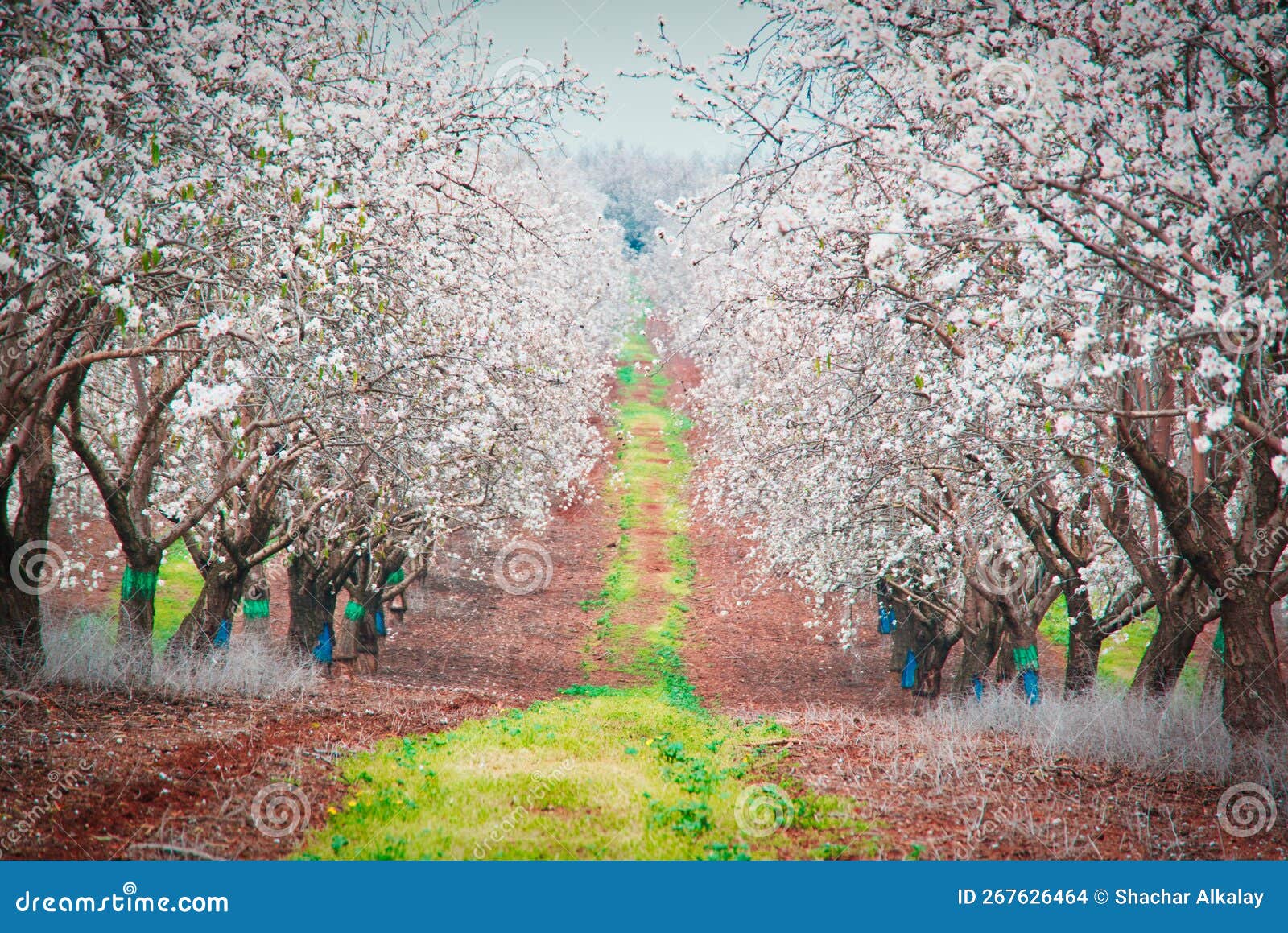 The magic path stock photo. Image of nature, magic, leaf - 267626464