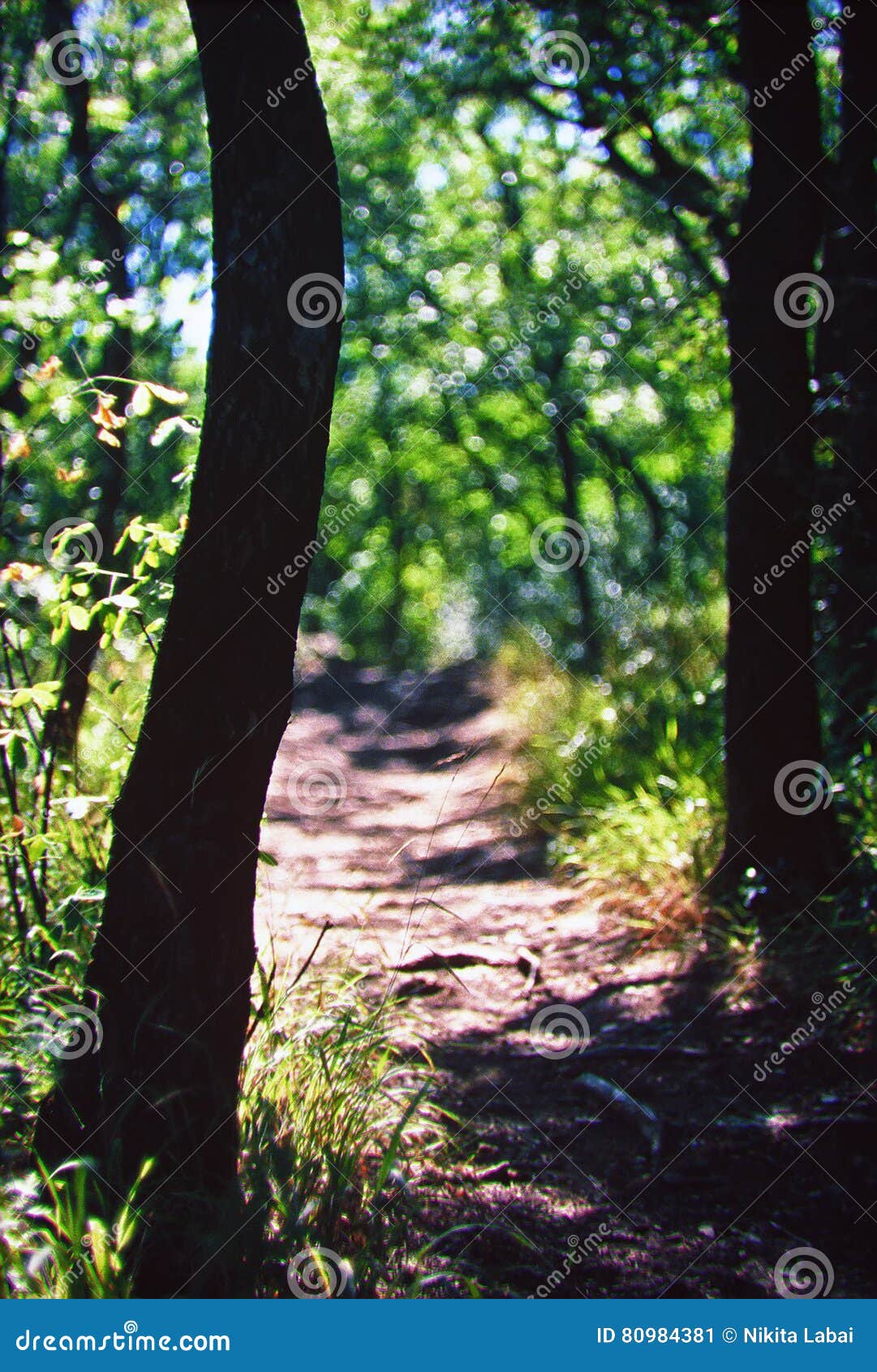 Magic path stock image. Image of forest, park, environment - 80984381