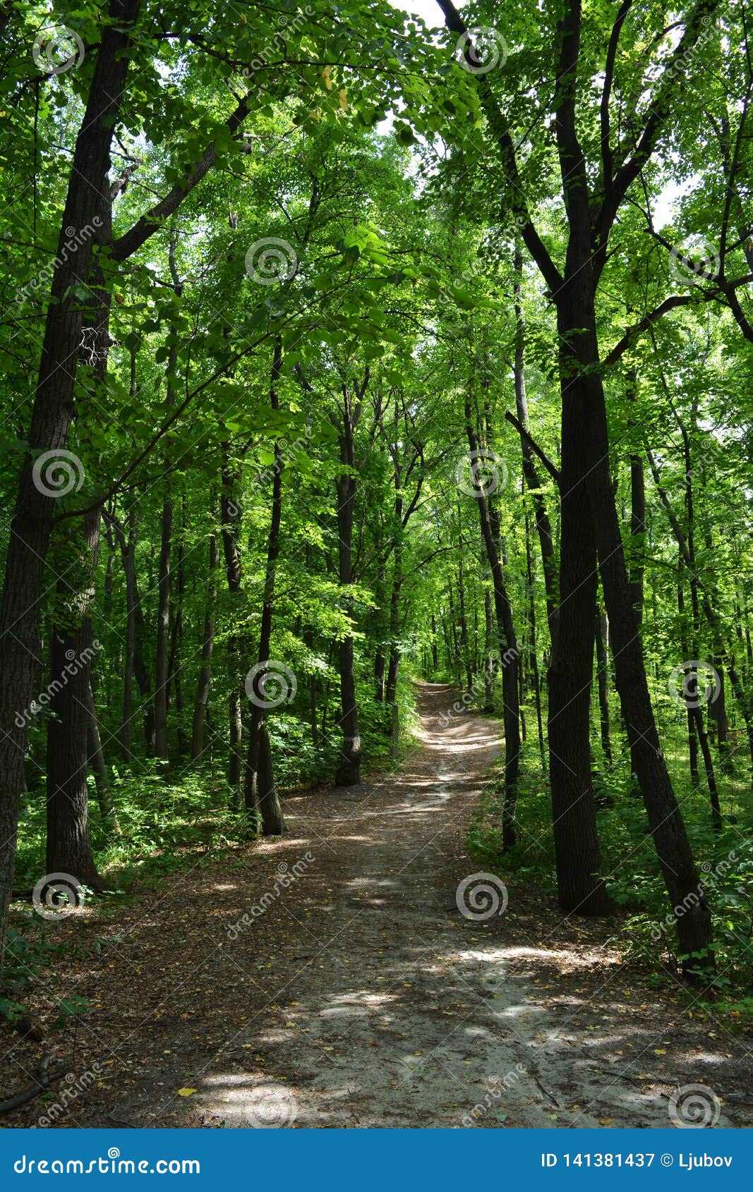 Magic Path through Lush Green Forest Stock Image - Image of deciduous ...